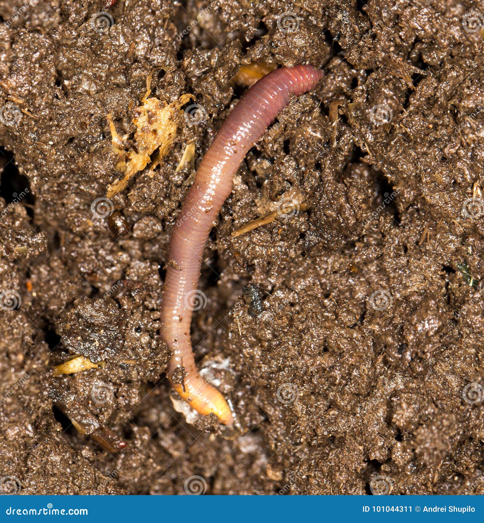 Red worm manure stock image. Image of compost, fishing - 101044311