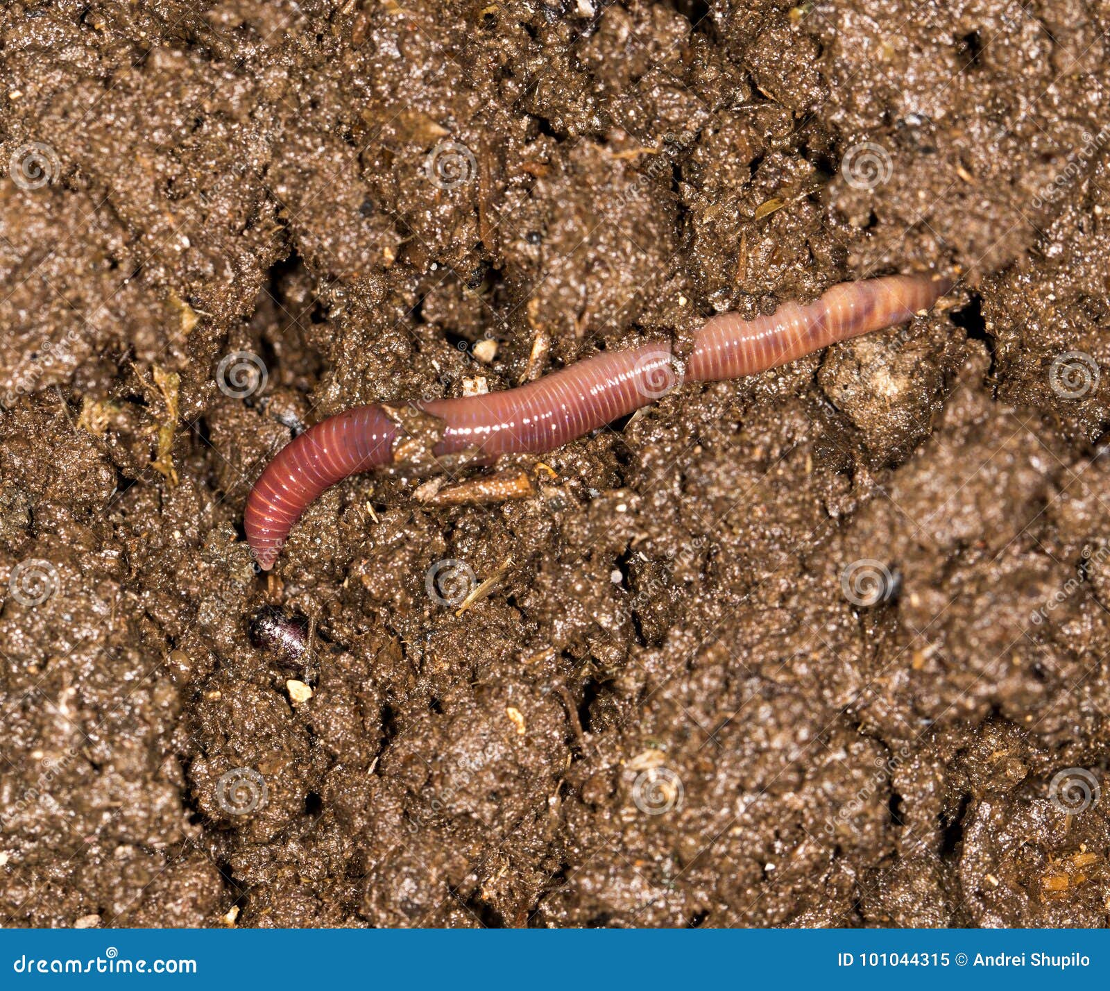 Red worm manure stock image. Image of earthworms, soil - 101044315