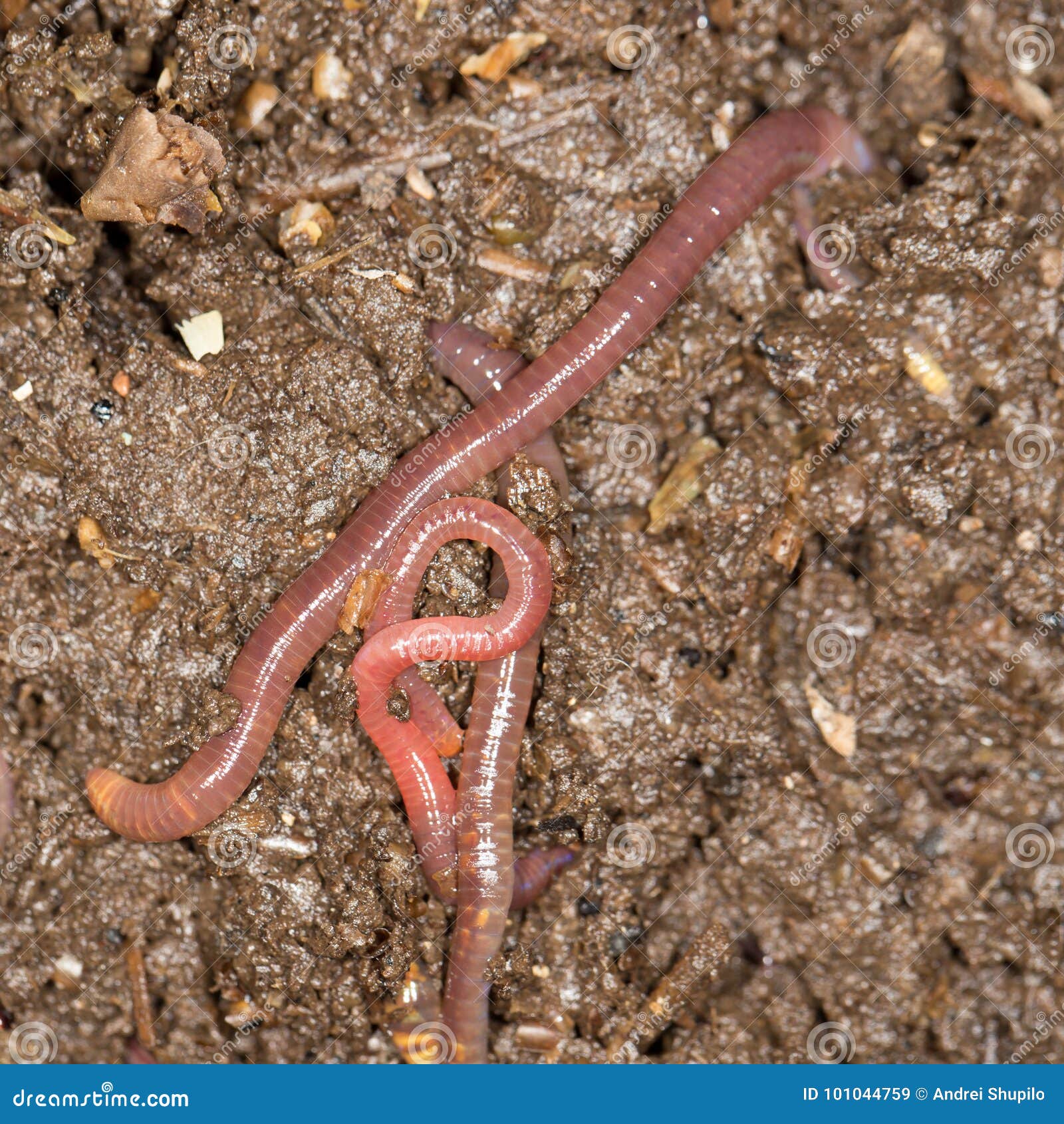 Red worm manure stock image. Image of lure, closeup - 101044759