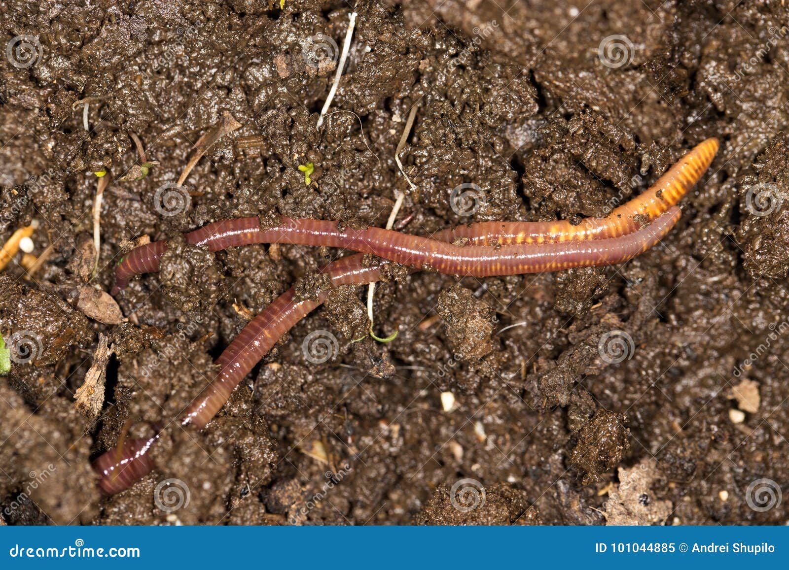 Red worm manure stock image. Image of environment, biology - 101044885