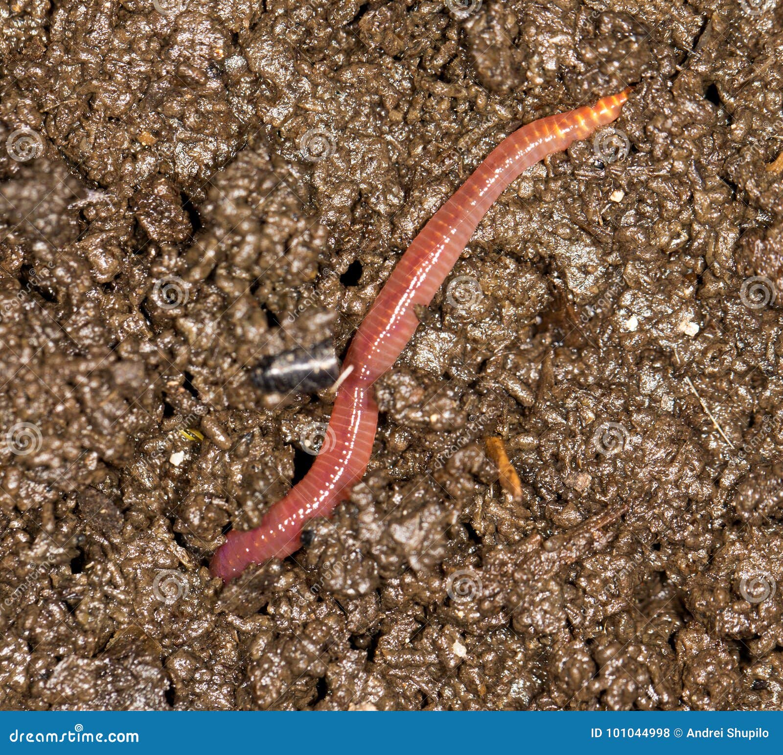 Red worm manure stock photo. Image of earth, biodegradation - 101044998