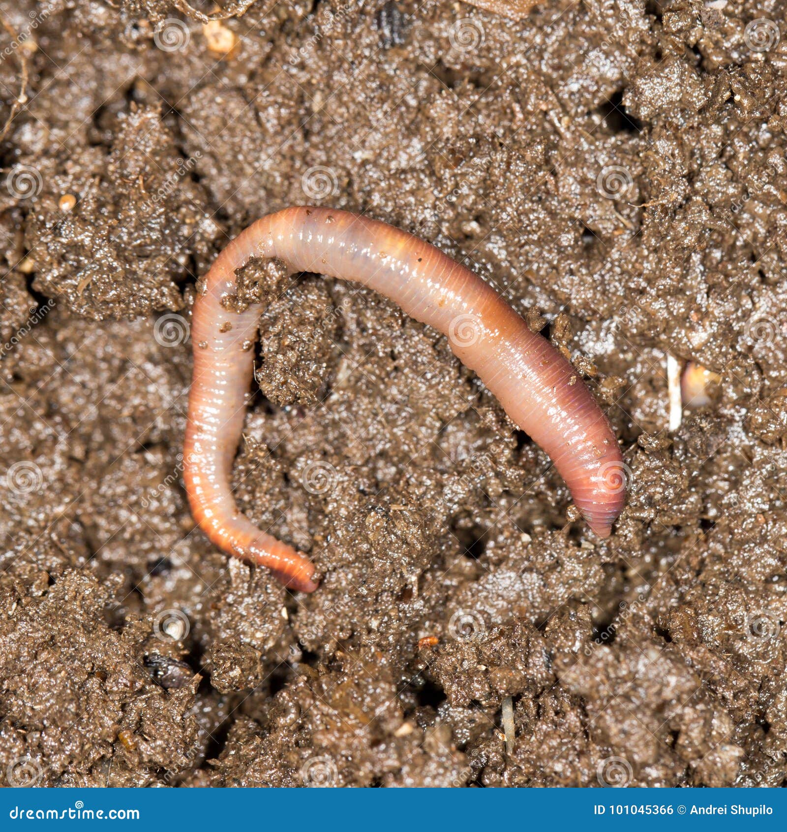 Red worm manure stock photo. Image of nature, fetida - 101045366