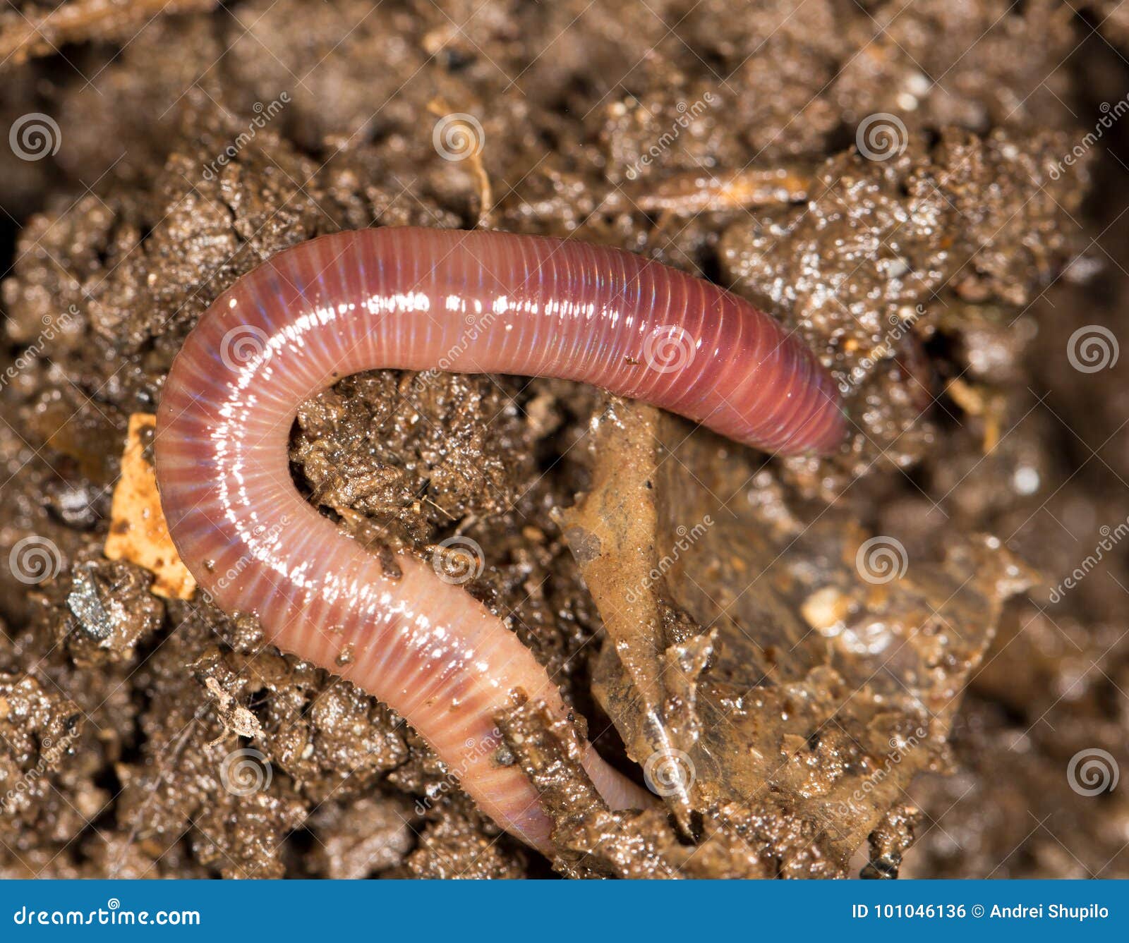 Red worm manure stock photo. Image of compost, andrei - 101046136