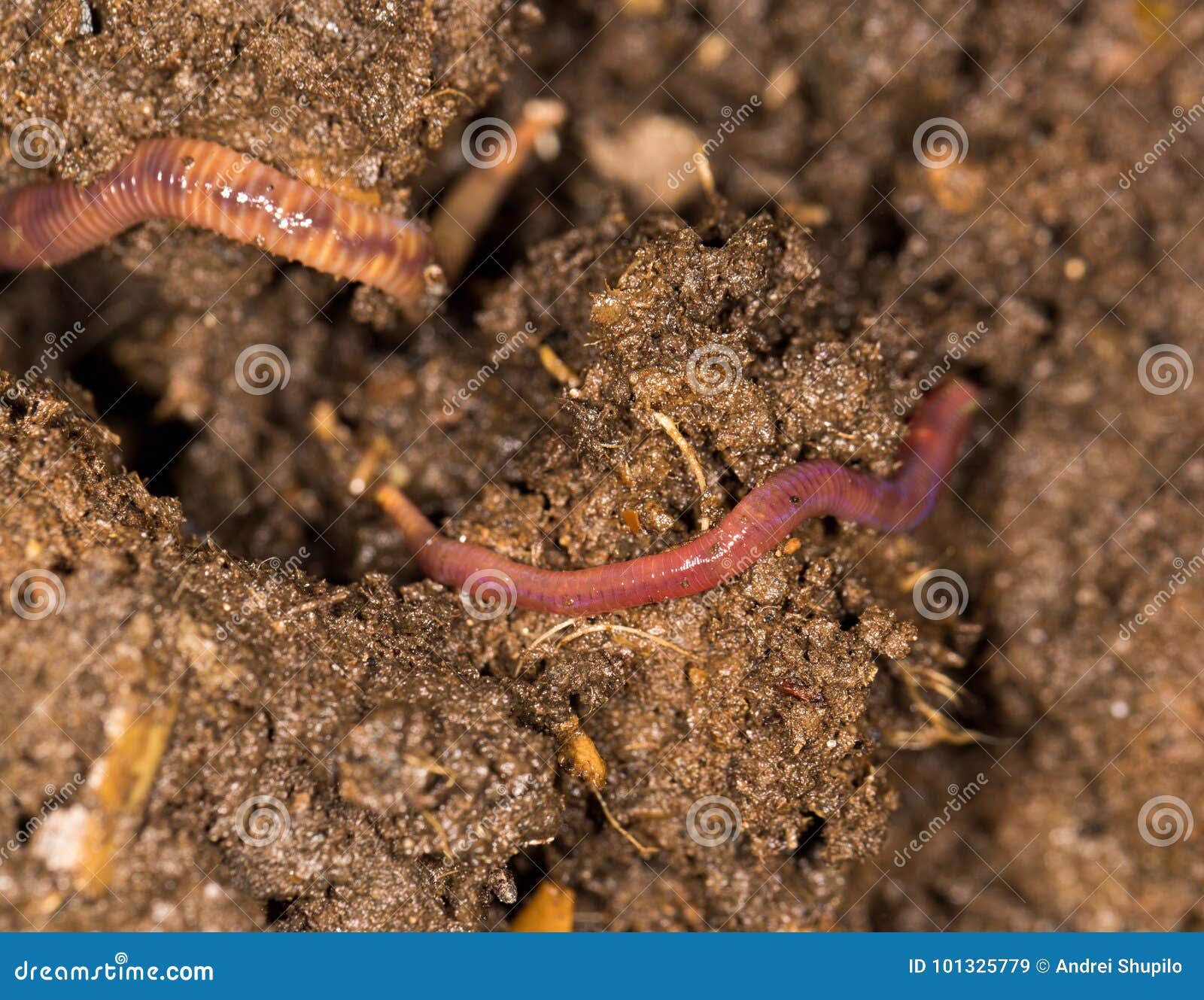 Red worm manure stock image. Image of lure, rain, background - 101325779