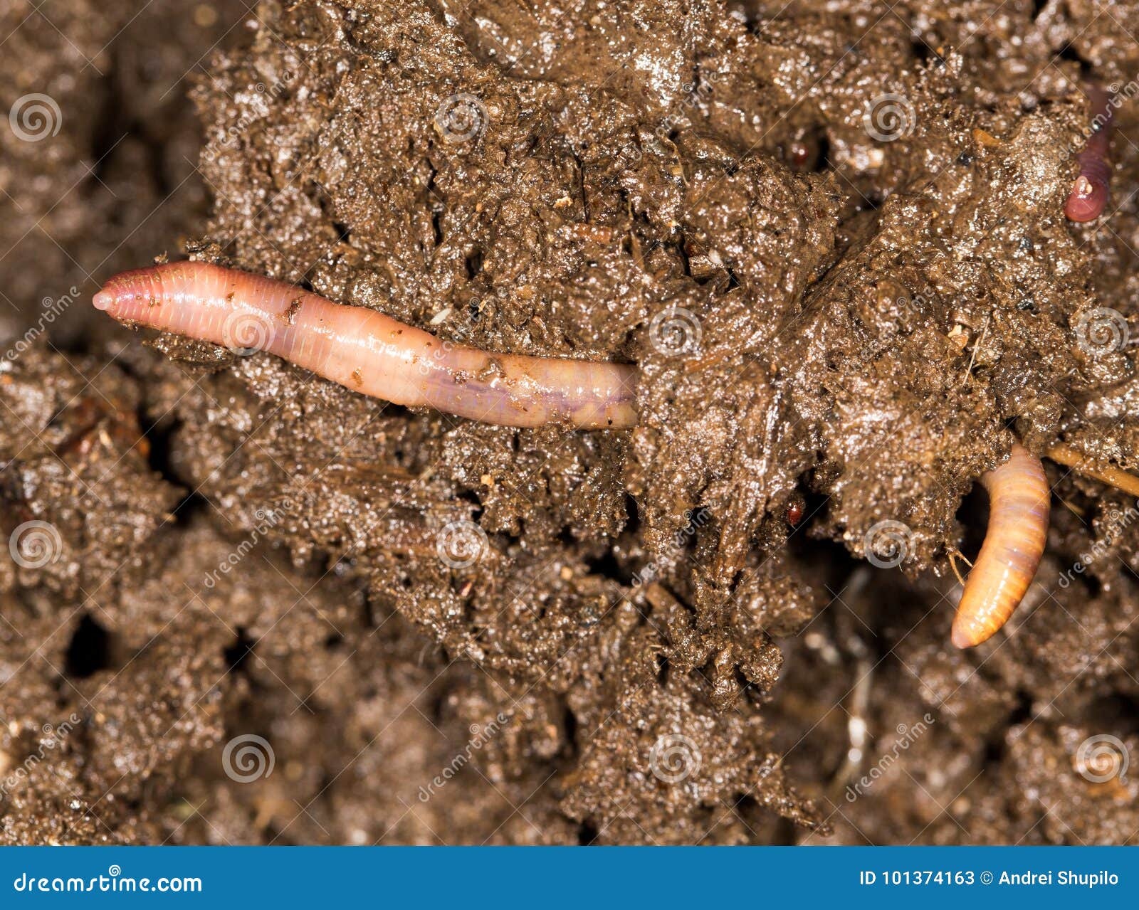 Red worm manure stock image. Image of earthworms, bait - 101374163