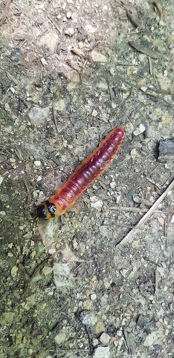 Red Worm Moving on Stony Ground Stock Photo - Image of stones, close ...