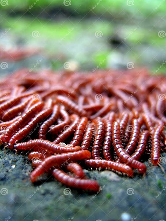 Red Worms stock image. Image of earthworms, earth, bugs - 1457921