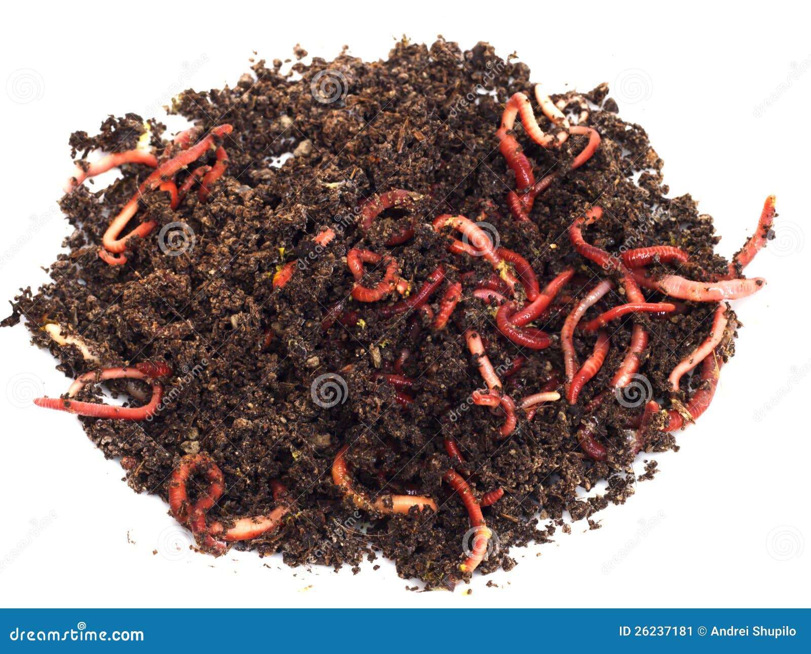 Red worms in compost stock image. Image of outdoors, group - 26237181