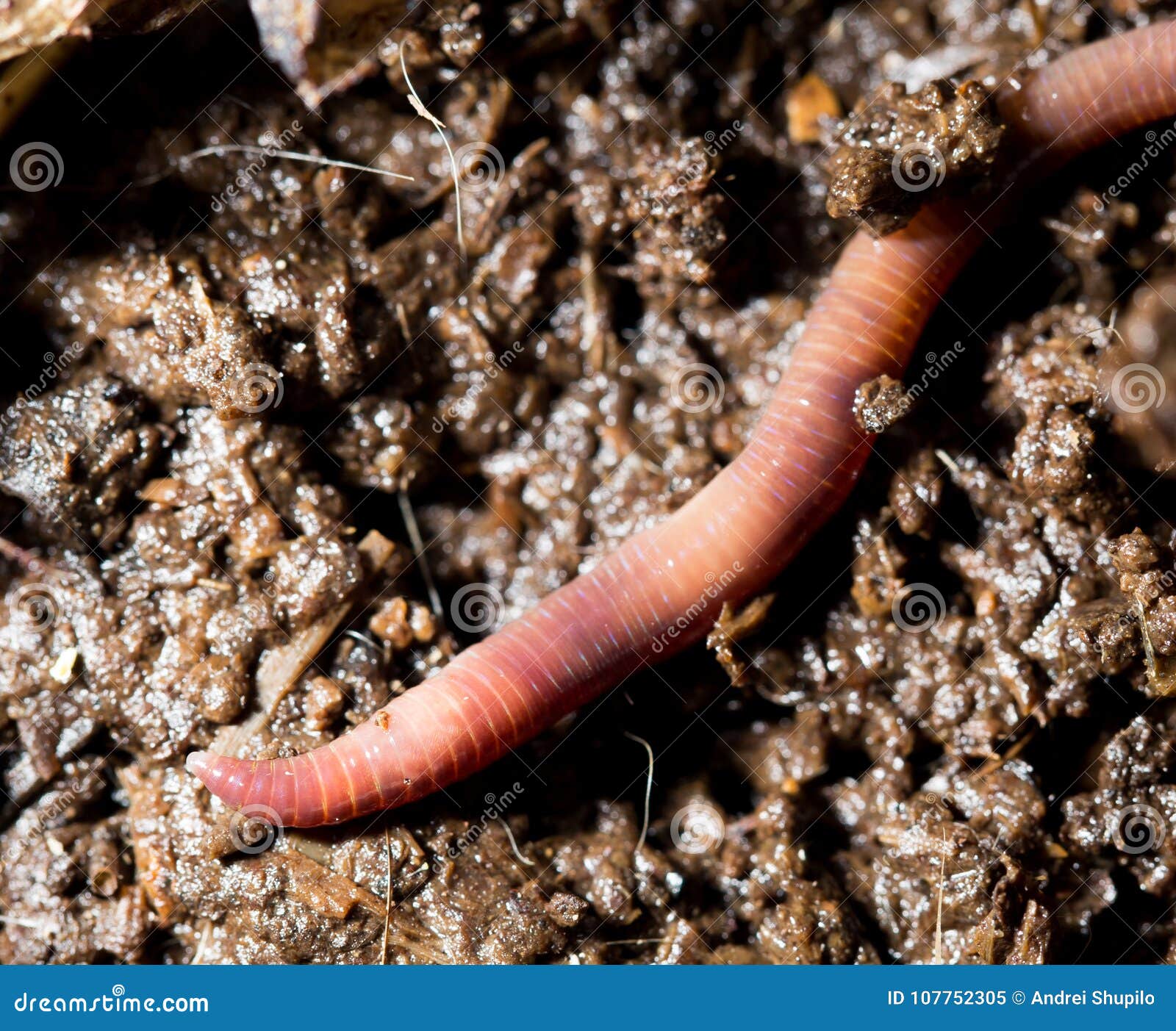 Red Worms in Compost. Macro Stock Image - Image of outdoors, slimy ...