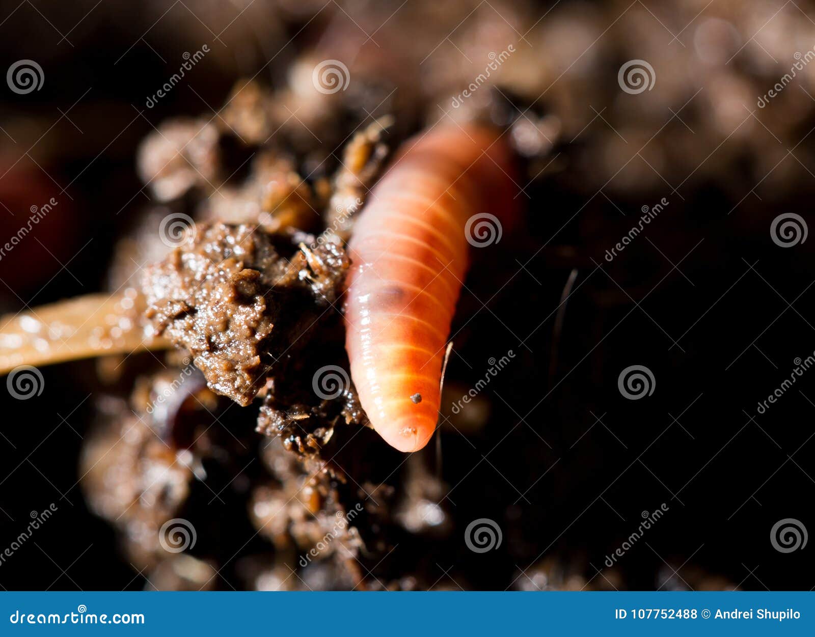 Red Worms in Compost. Macro Stock Photo - Image of slimy, digging ...