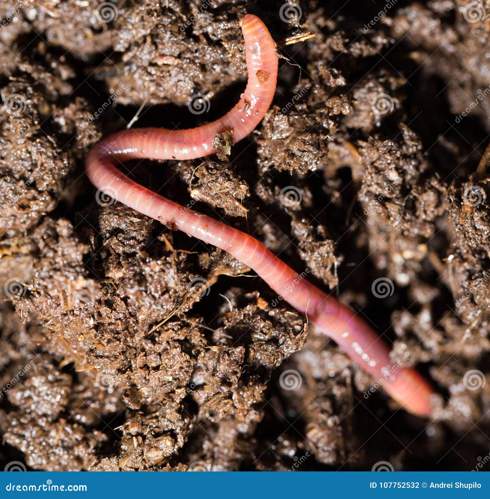 Red Worms in Compost. Macro Stock Photo - Image of soil, garden: 107752532