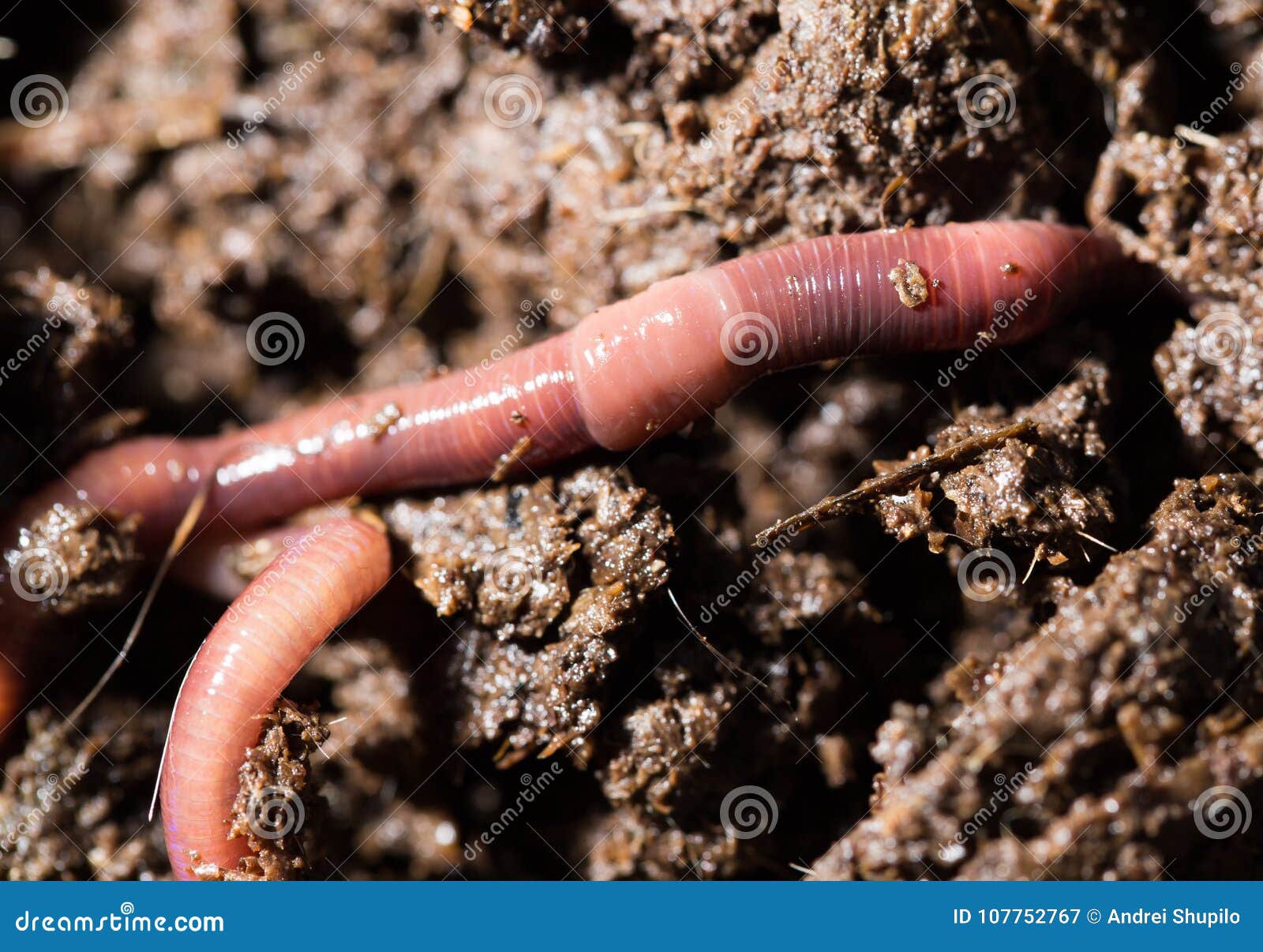 Red Worms in Compost. Macro Stock Image - Image of brandling, compost ...