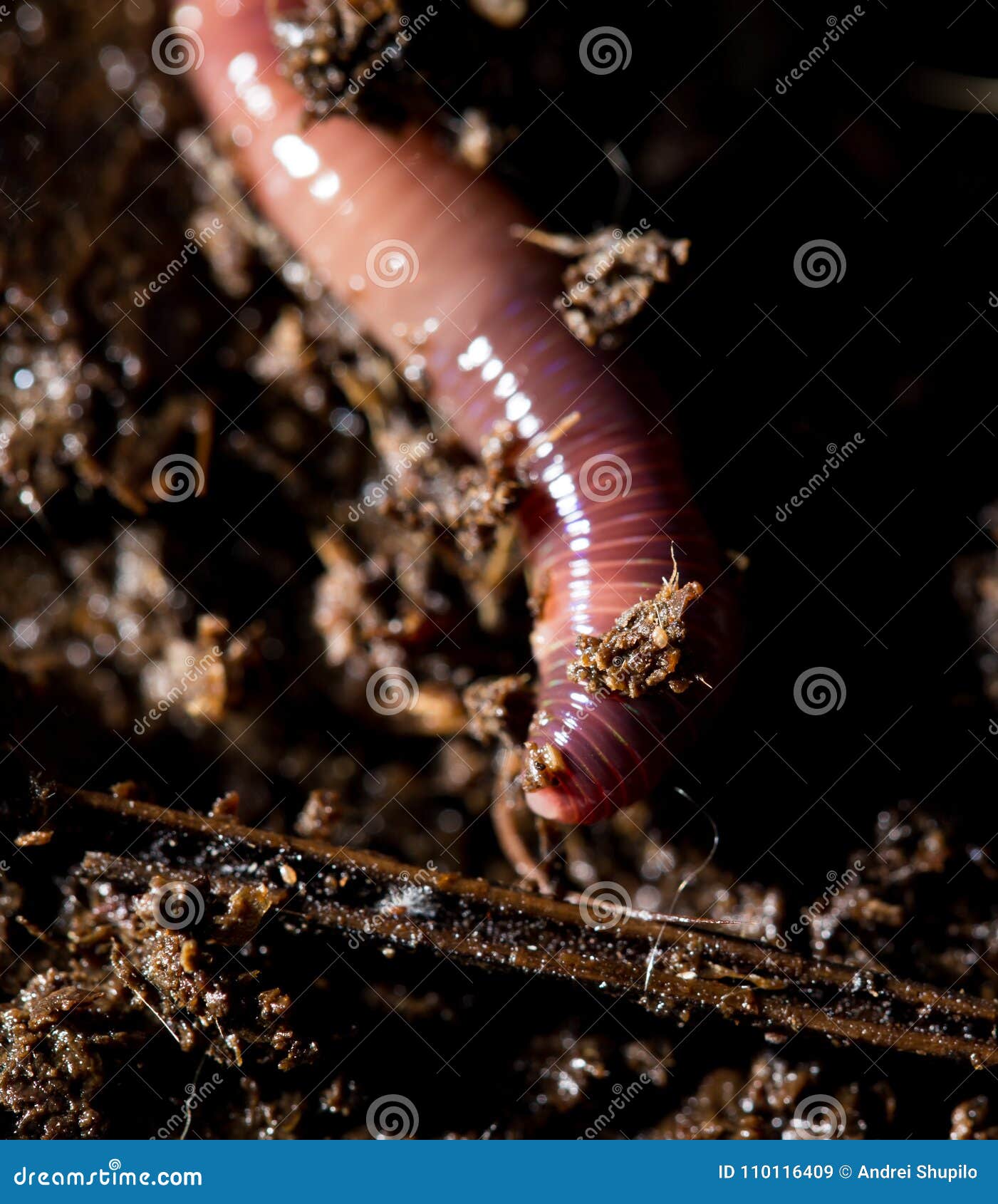 Red Worms in Compost. Macro Stock Image - Image of messy, dendrobena ...