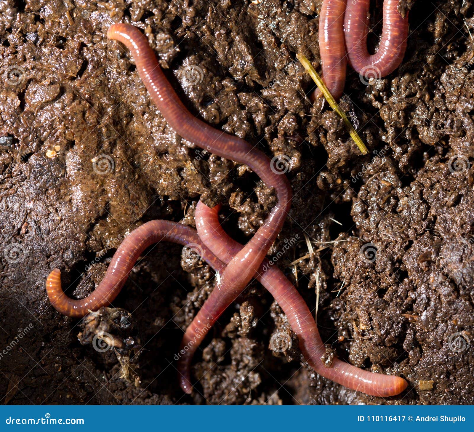 Red Worms in Compost. Macro Stock Image - Image of disgust, biology ...