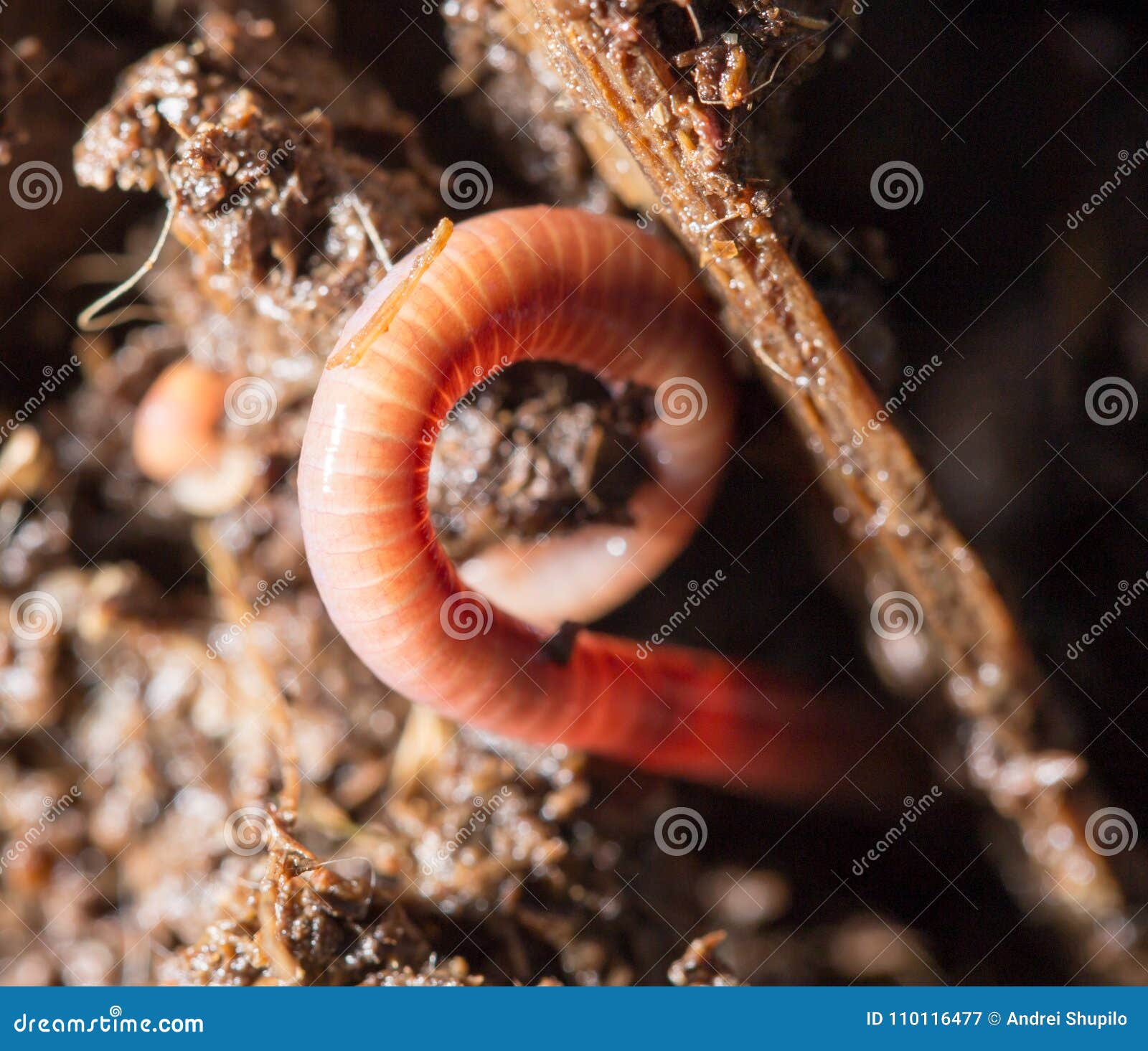 Red Worms in Compost. Macro Stock Image - Image of dirty, nature: 110116477