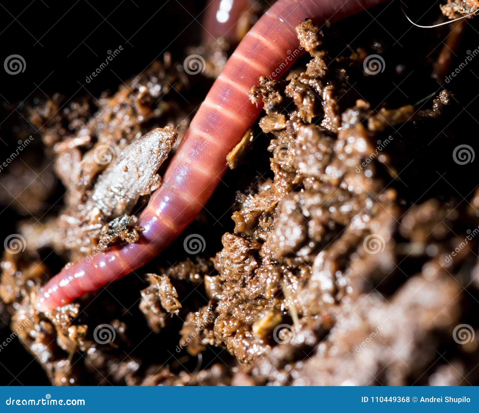 Red Worms in Compost. Macro Stock Photo - Image of disgust, dirty ...
