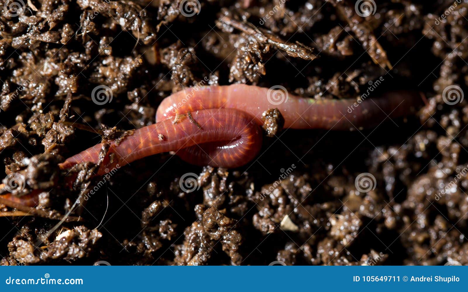 Red Worms in Compost. Macro Stock Image - Image of invertebrate ...