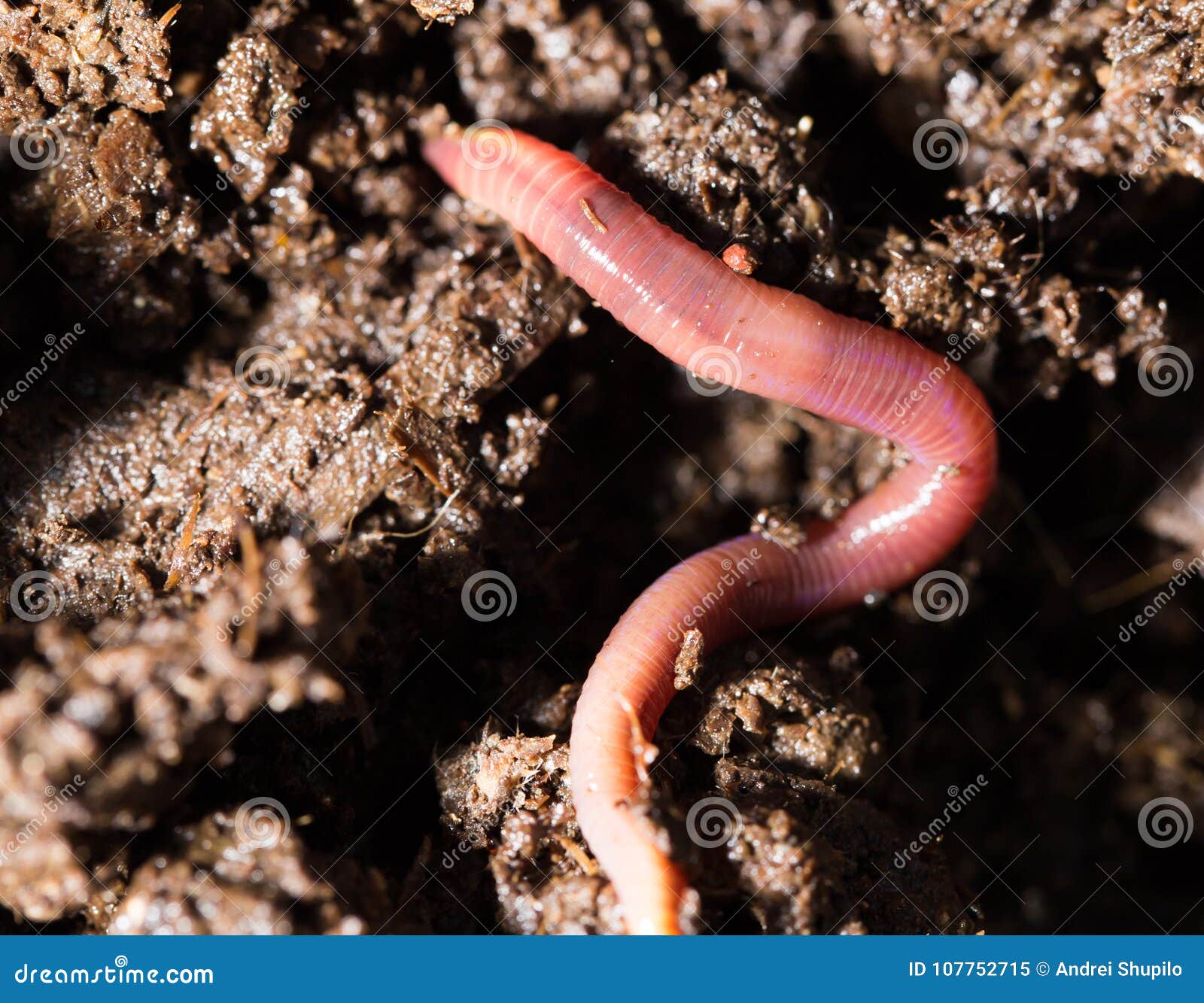 Red Worms in Compost. Macro Stock Image - Image of dirty, disgust ...