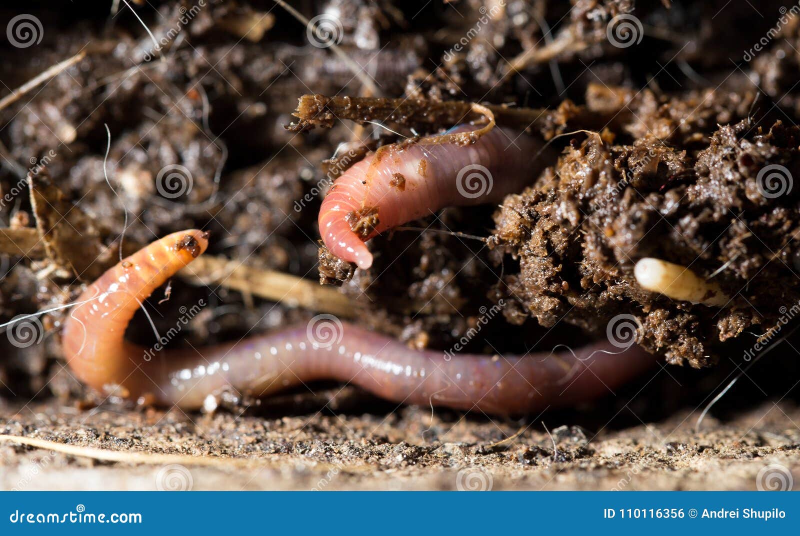 Red Worms in Compost. Macro Stock Photo - Image of dirty, earth: 110116356