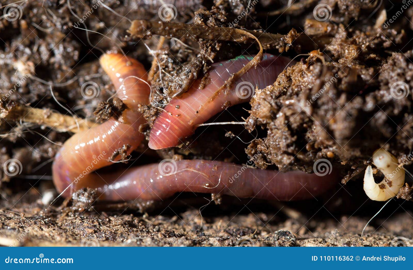 Red Worms in Compost. Macro Stock Photo - Image of outdoors ...