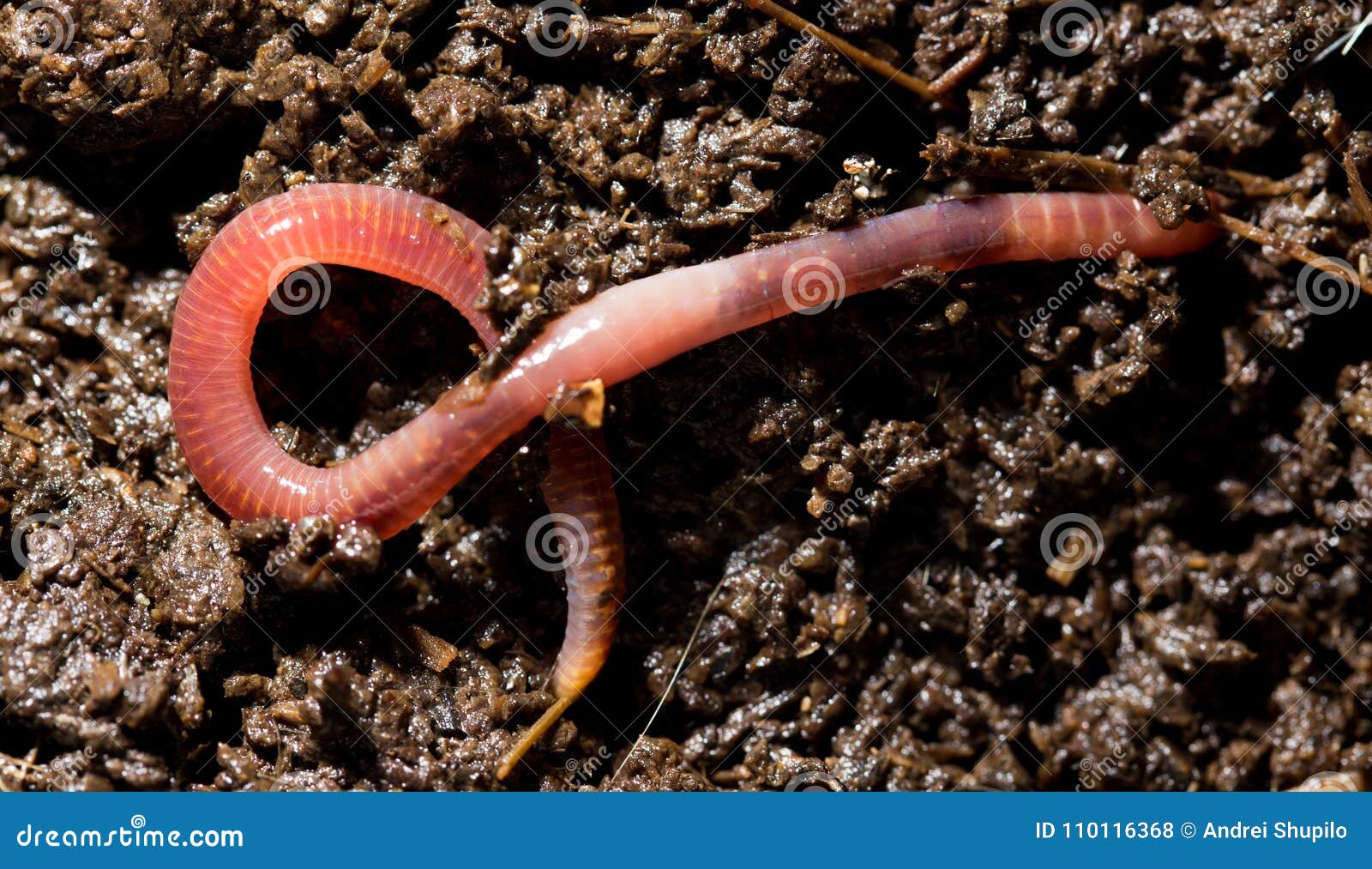 Red Worms in Compost. Macro Stock Photo - Image of dirt, compost: 110116368