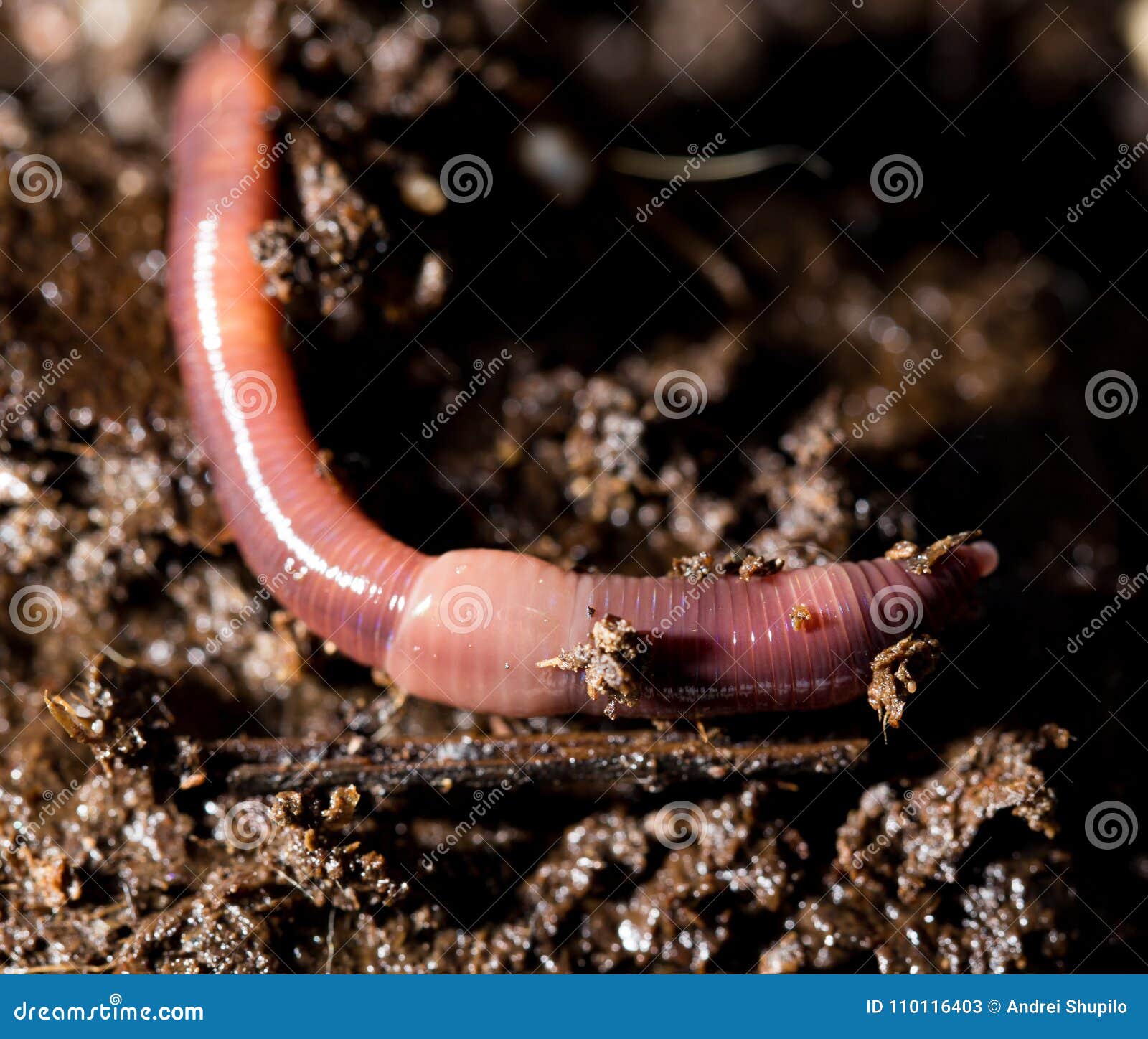 Red Worms in Compost. Macro Stock Image - Image of slimy, bait: 110116403