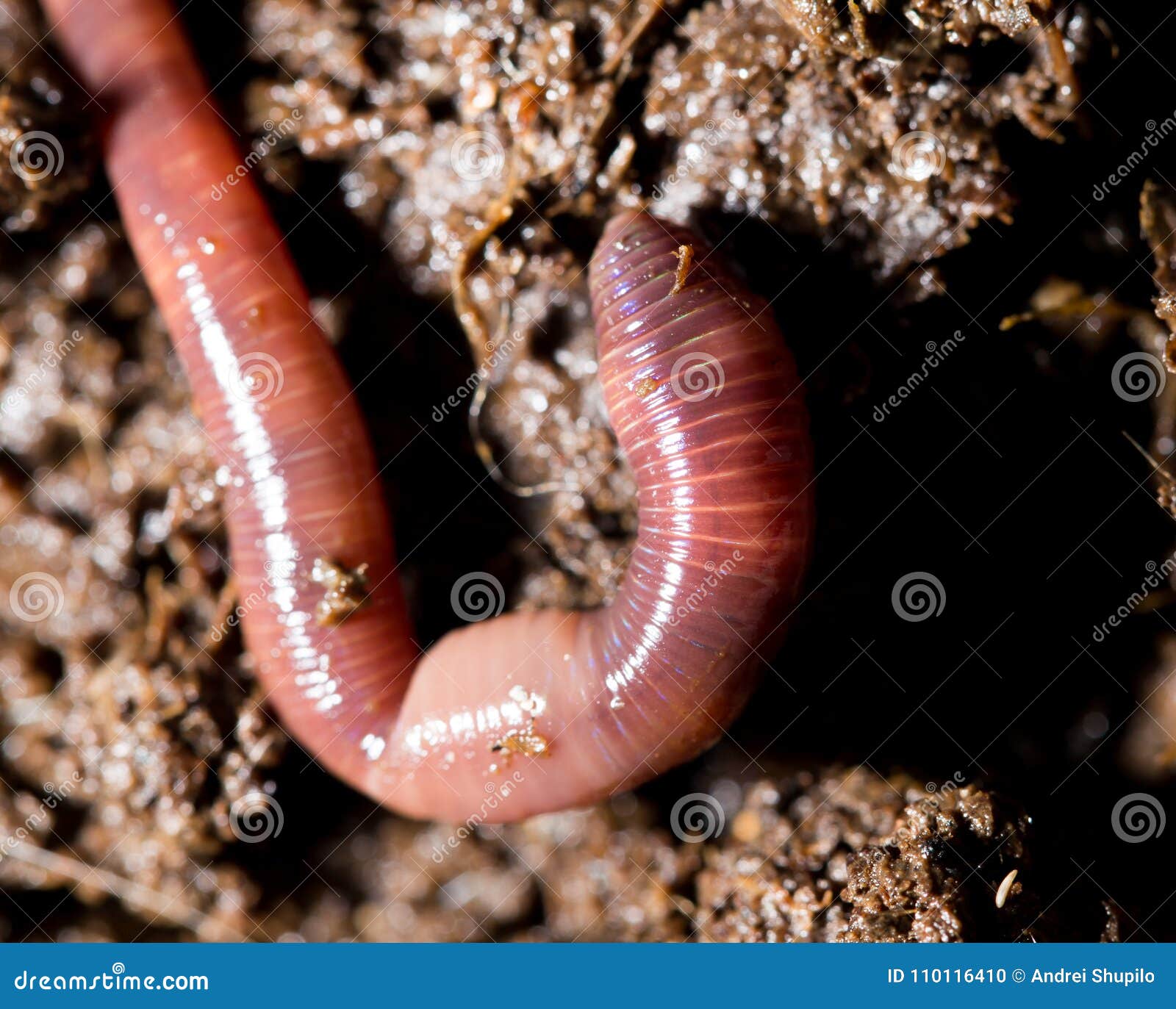 Red Worms in Compost. Macro Stock Photo - Image of group, earthworm ...
