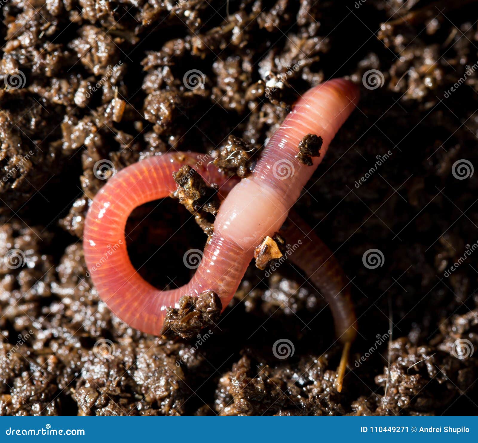 Red Worms in Compost. Macro Stock Image - Image of composting, closeup ...