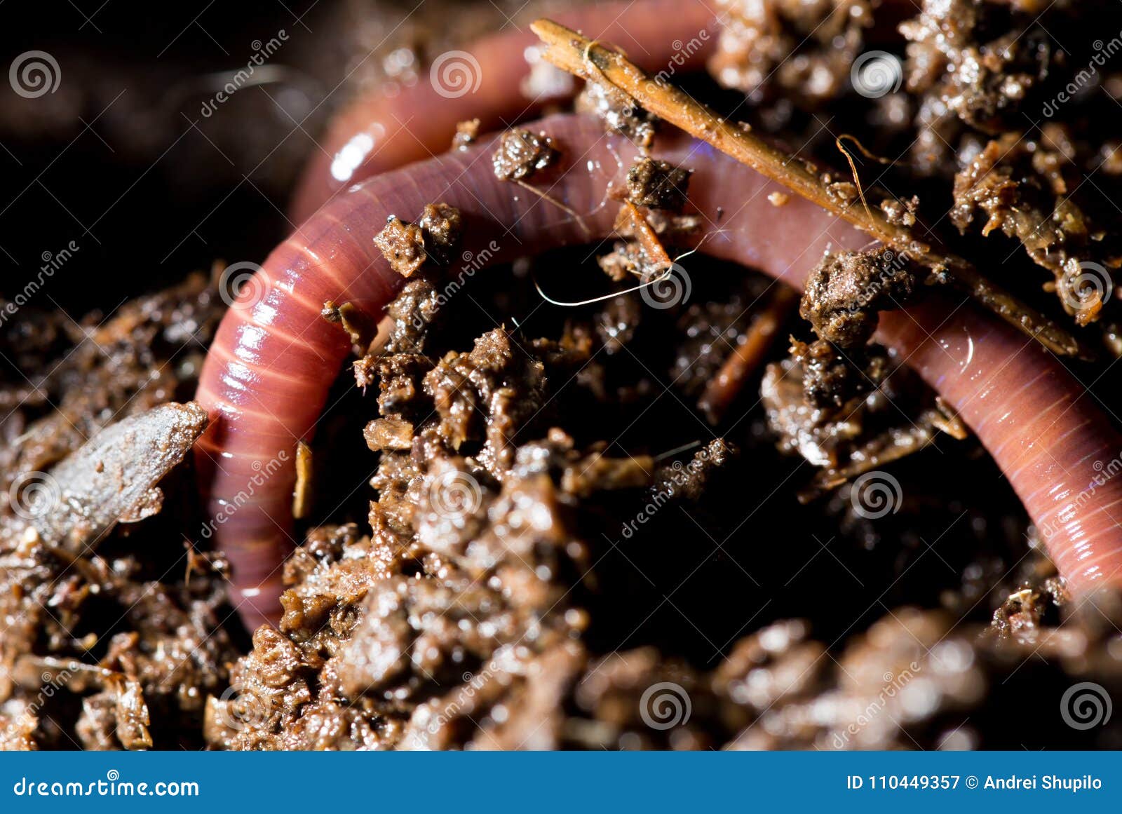 Red Worms in Compost. Macro Stock Image - Image of soil, macro: 110449357