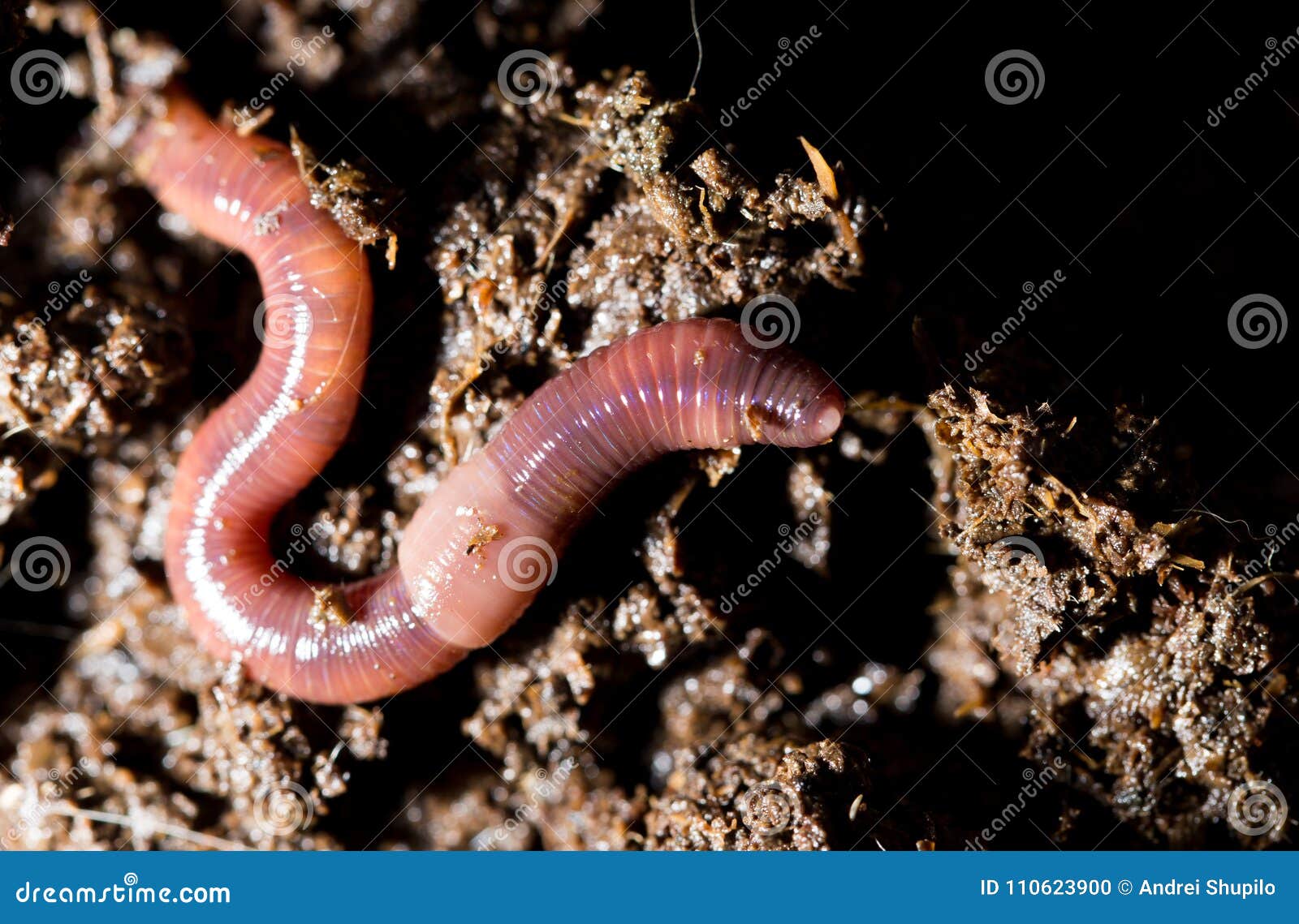 Red Worms in Compost. Macro Stock Photo - Image of earth, dirt: 110623900