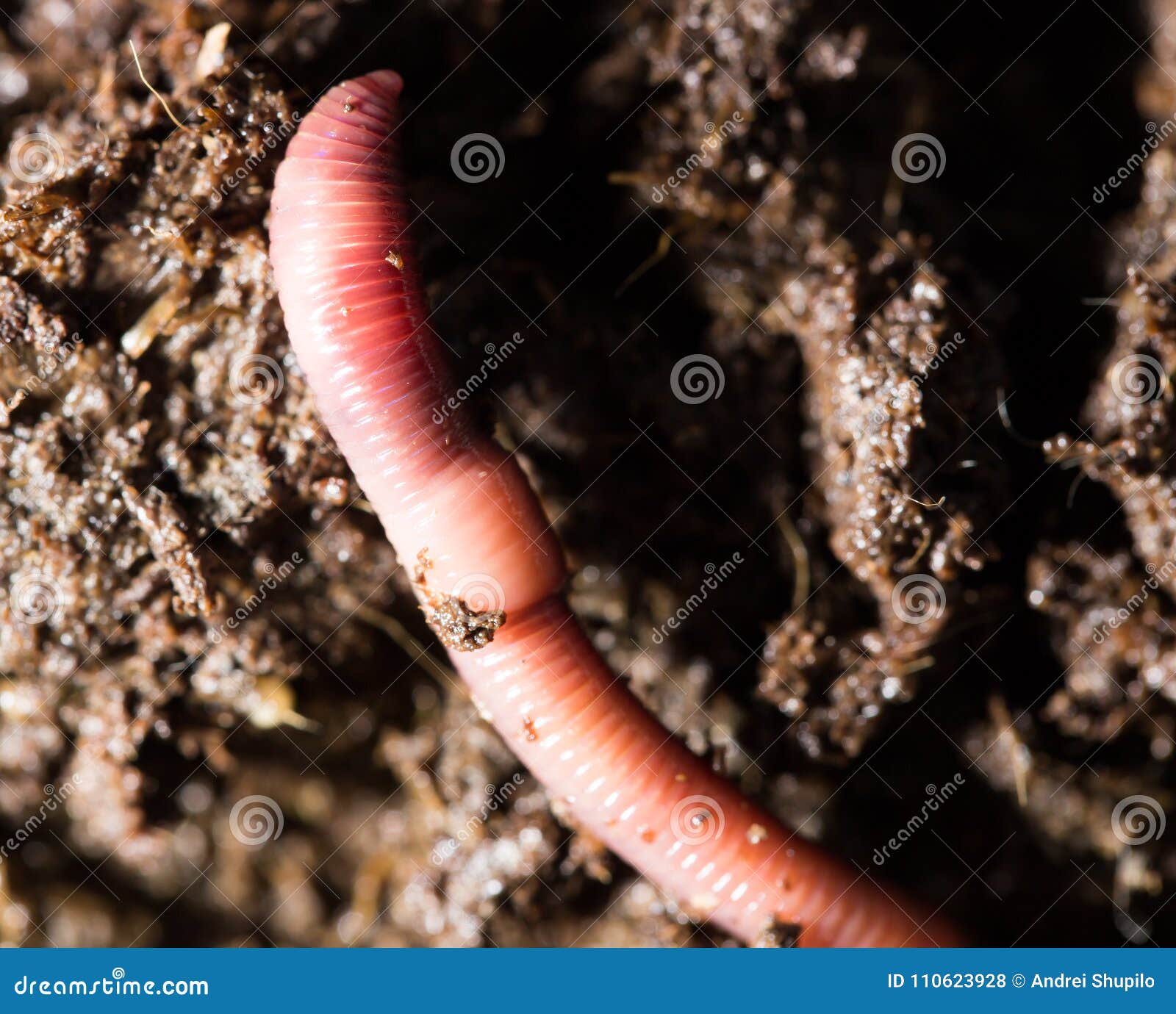 Red Worms in Compost. Macro Stock Photo - Image of compost, closeup ...