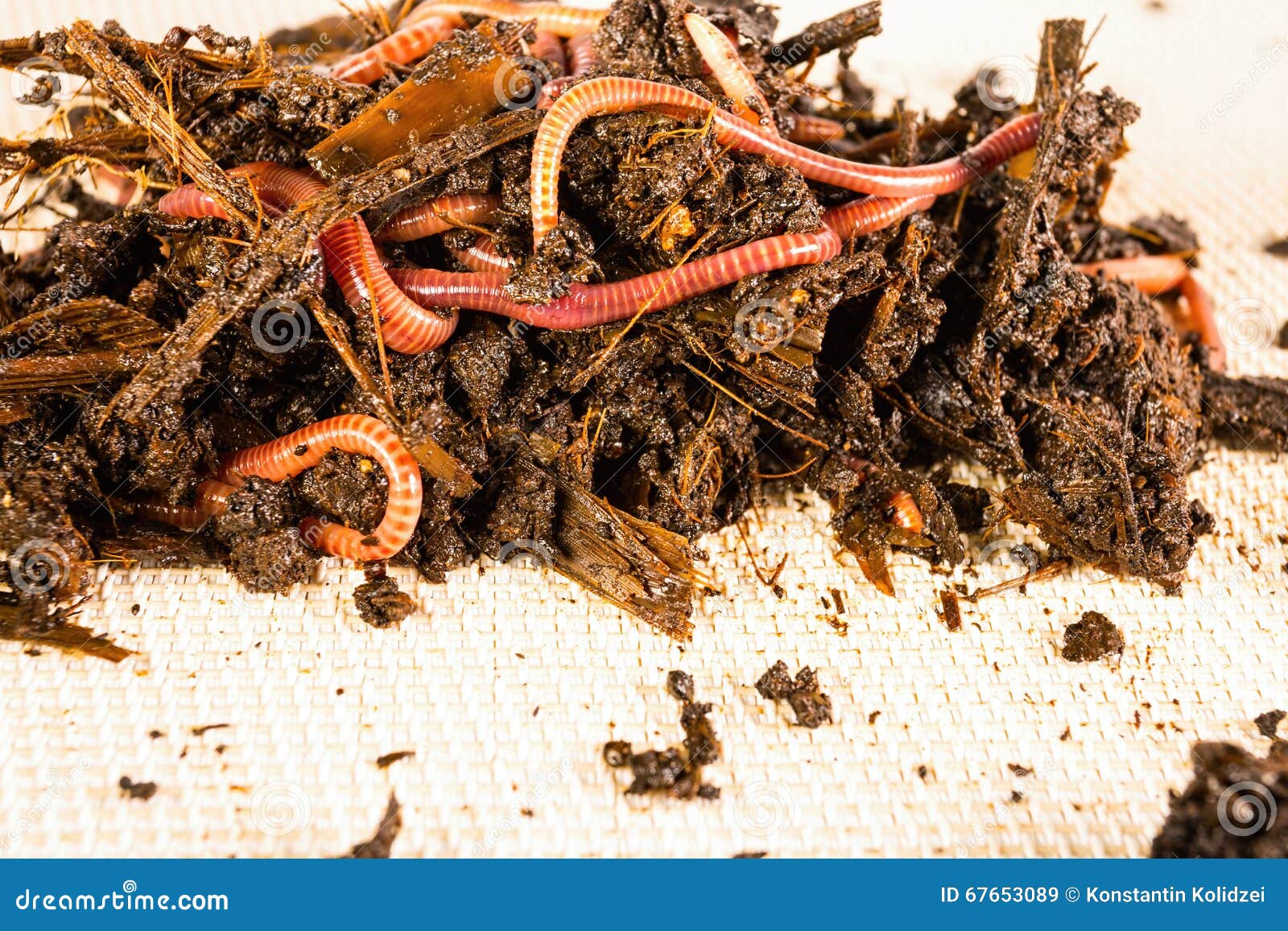 Red worms. stock image. Image of bait, creep, nature - 67653089