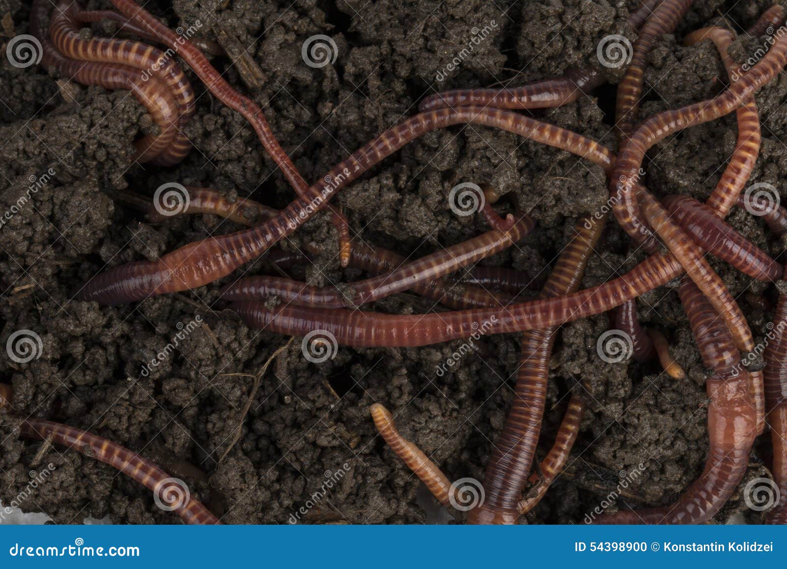 Red worms in compost. stock photo. Image of nature, macro - 54398900