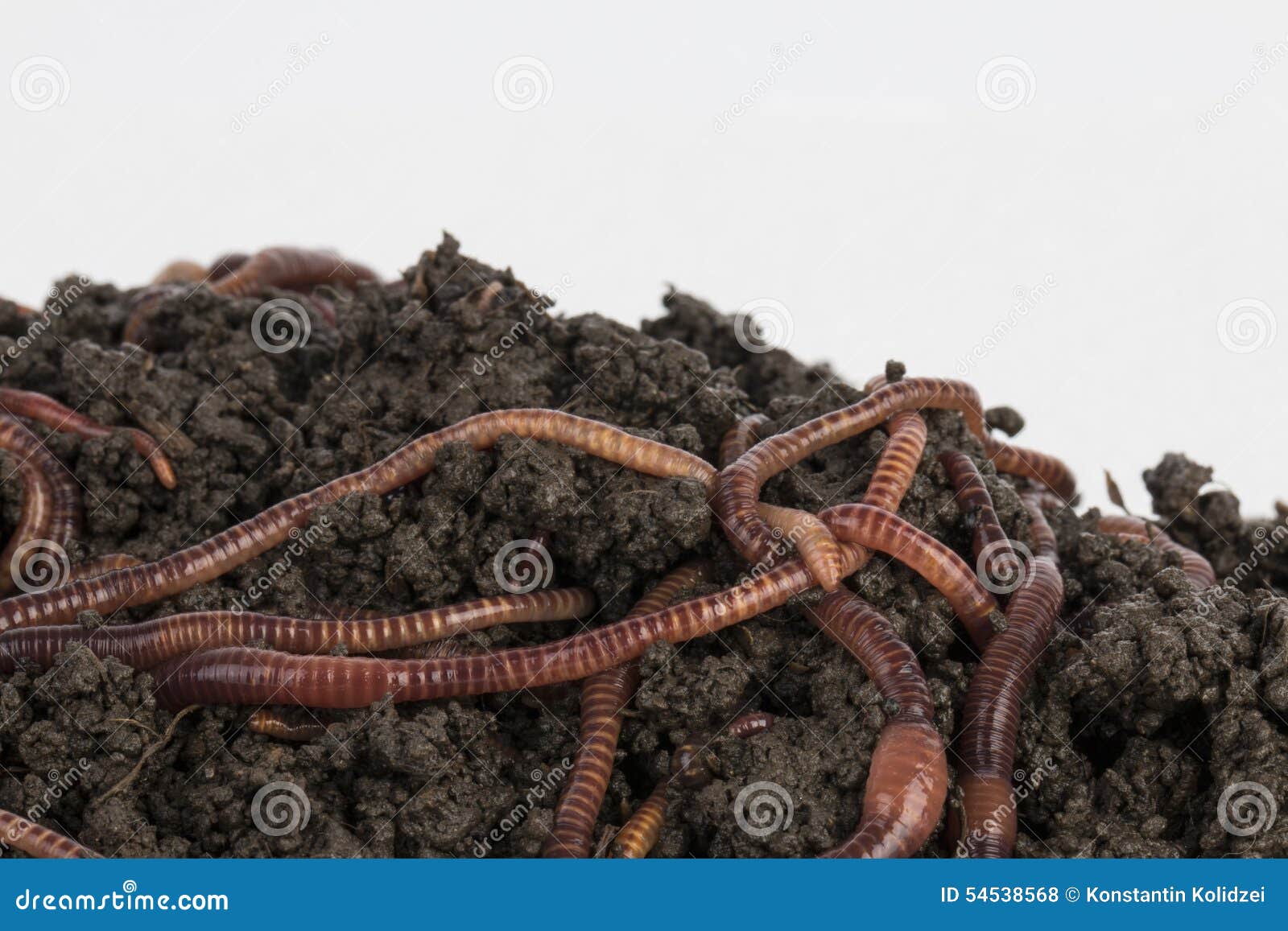 Red worms in compost. stock photo. Image of surfacing - 54538568