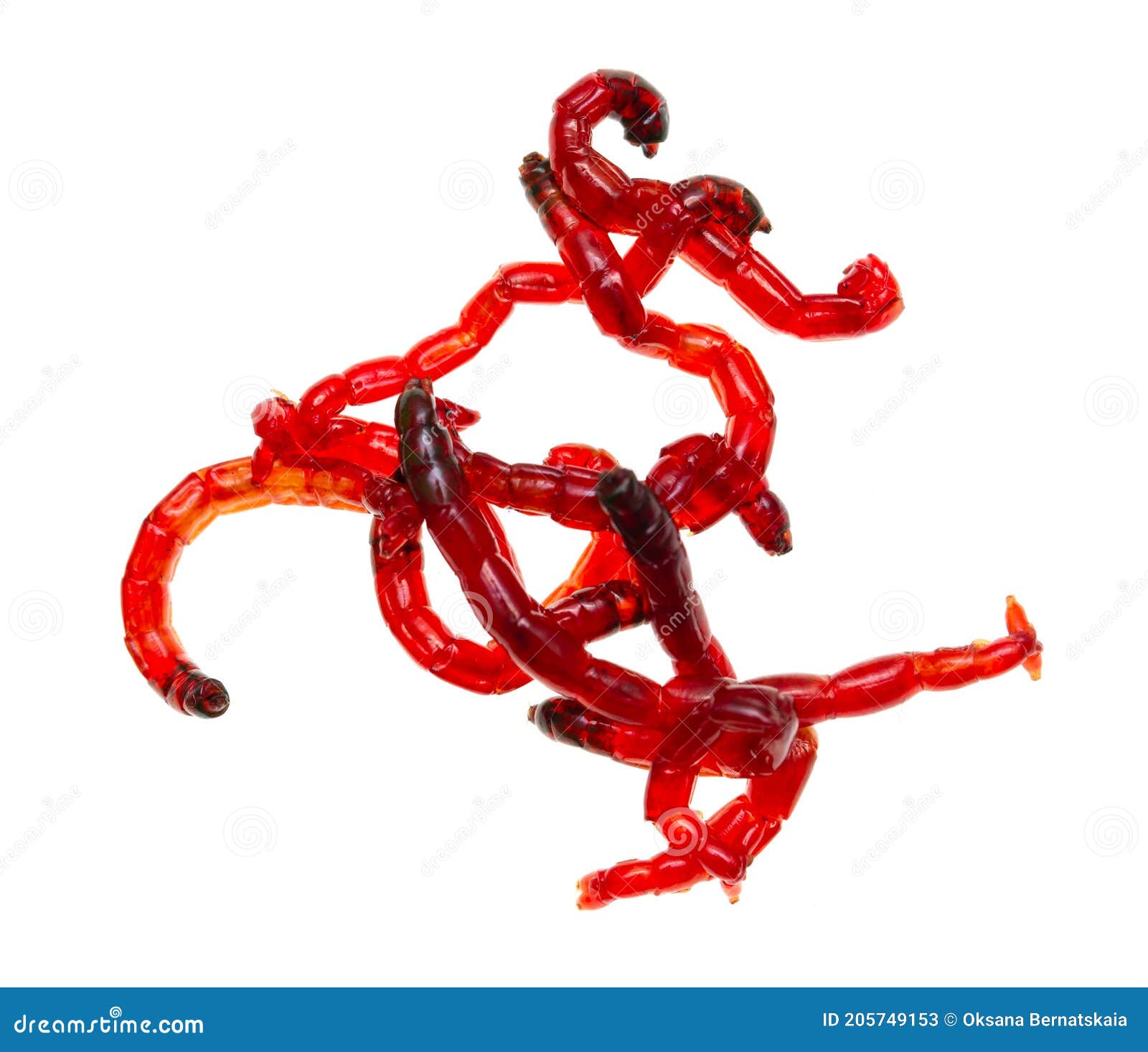 Red Worms for Fishing on a White Background Stock Image - Image of long ...