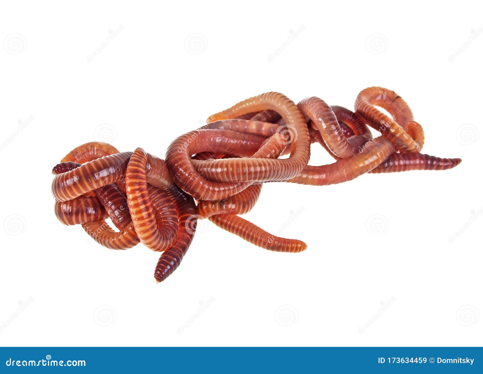 Red Worms on a White Background Stock Image - Image of worms, farm ...