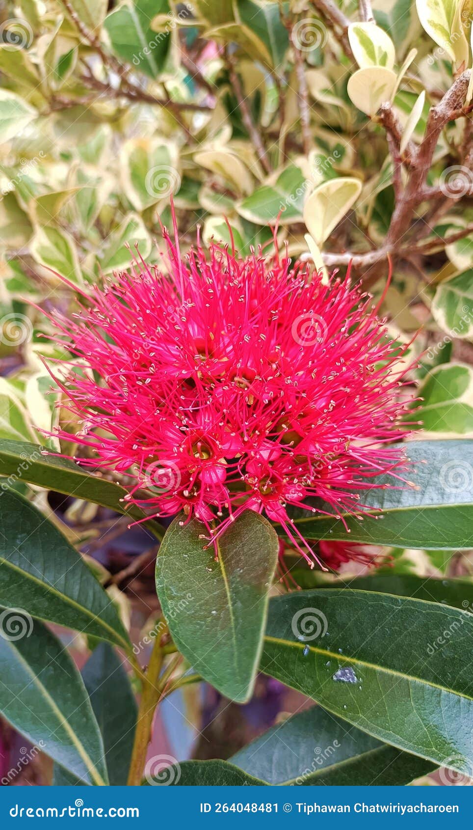 Xanthostemon Chrysanthus Golden Penda Flower Stock Image ...