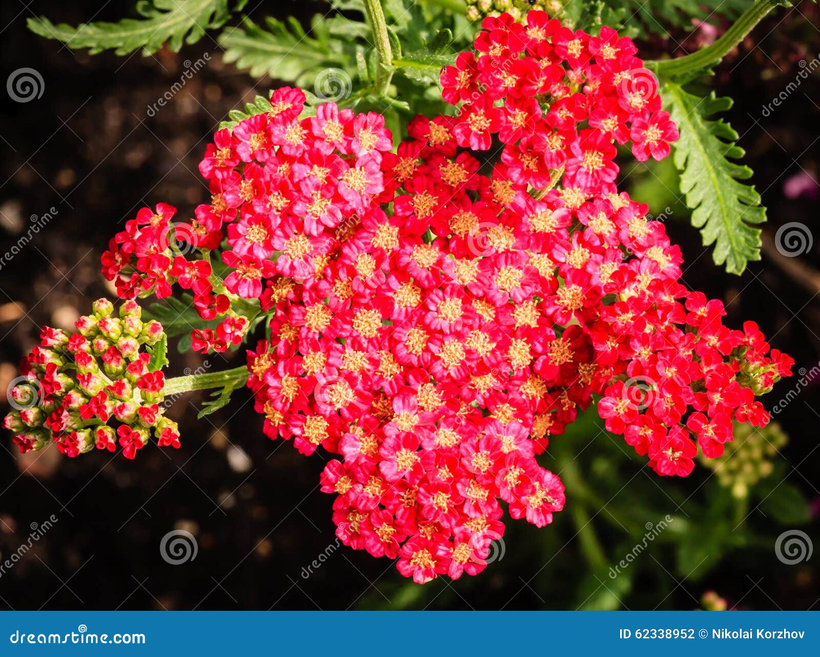 Red Yarrow (Achillea) Blossoms Stock Photo - Image of green, achillea ...