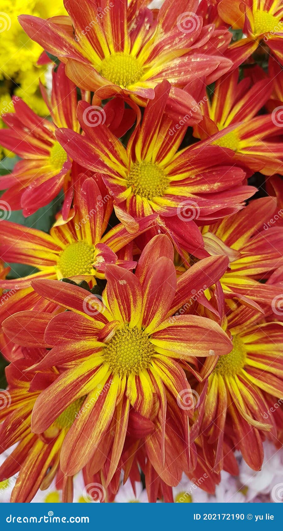 Red yello bright flower stock photo. Image of flowe - 202172190