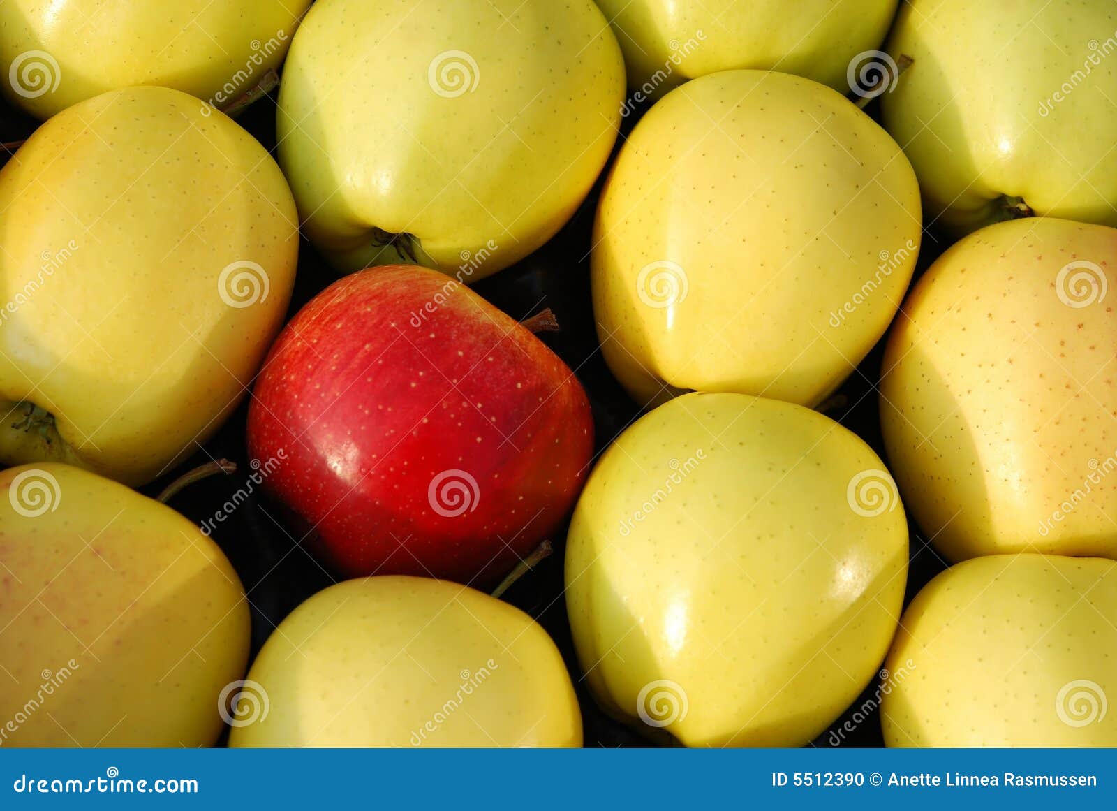 Red and yellow apples stock photo. Image of natural, apple - 5512390