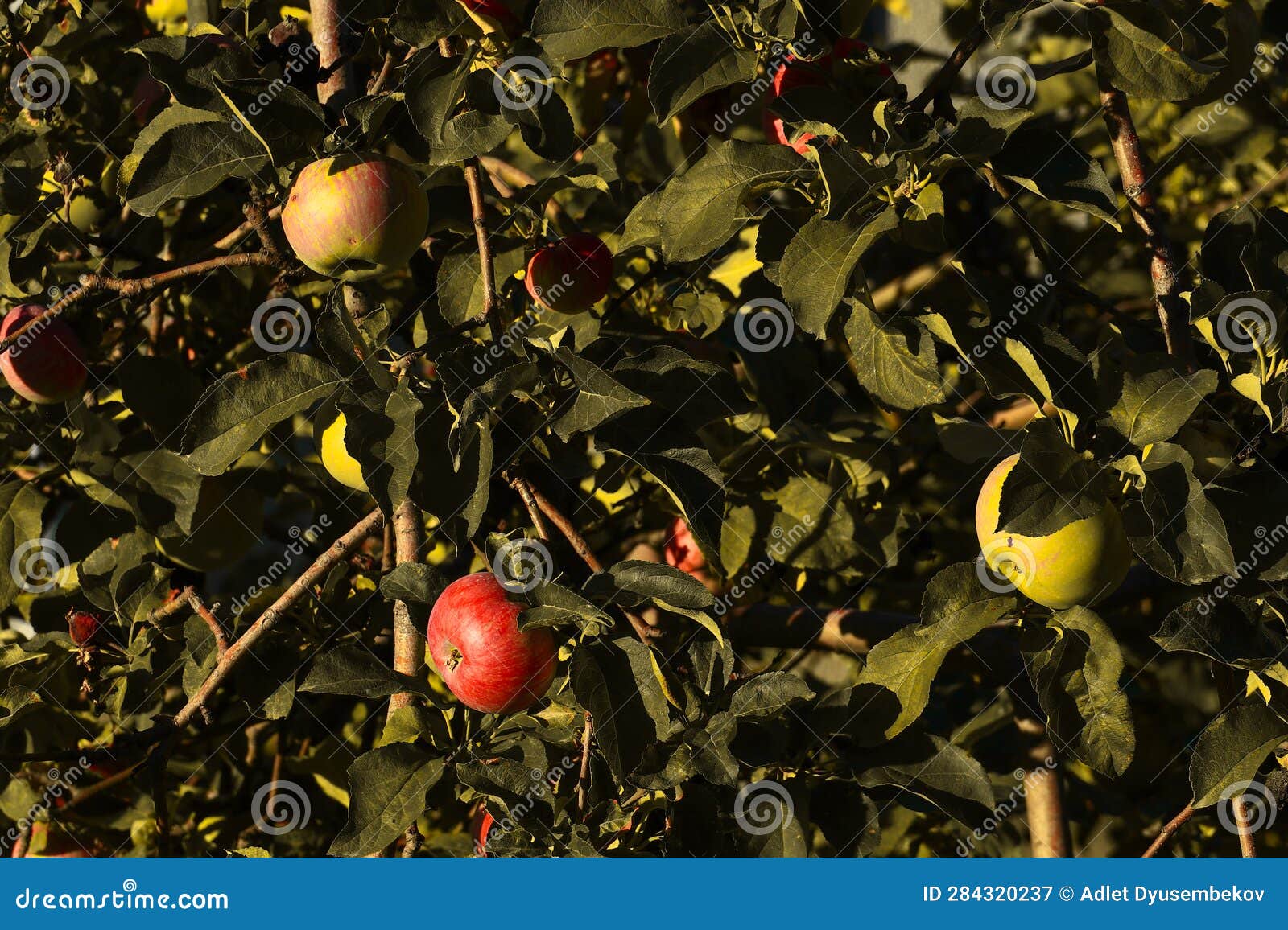 Red and Yellow Apples on the Branches of the Apple Tree Sing in the ...