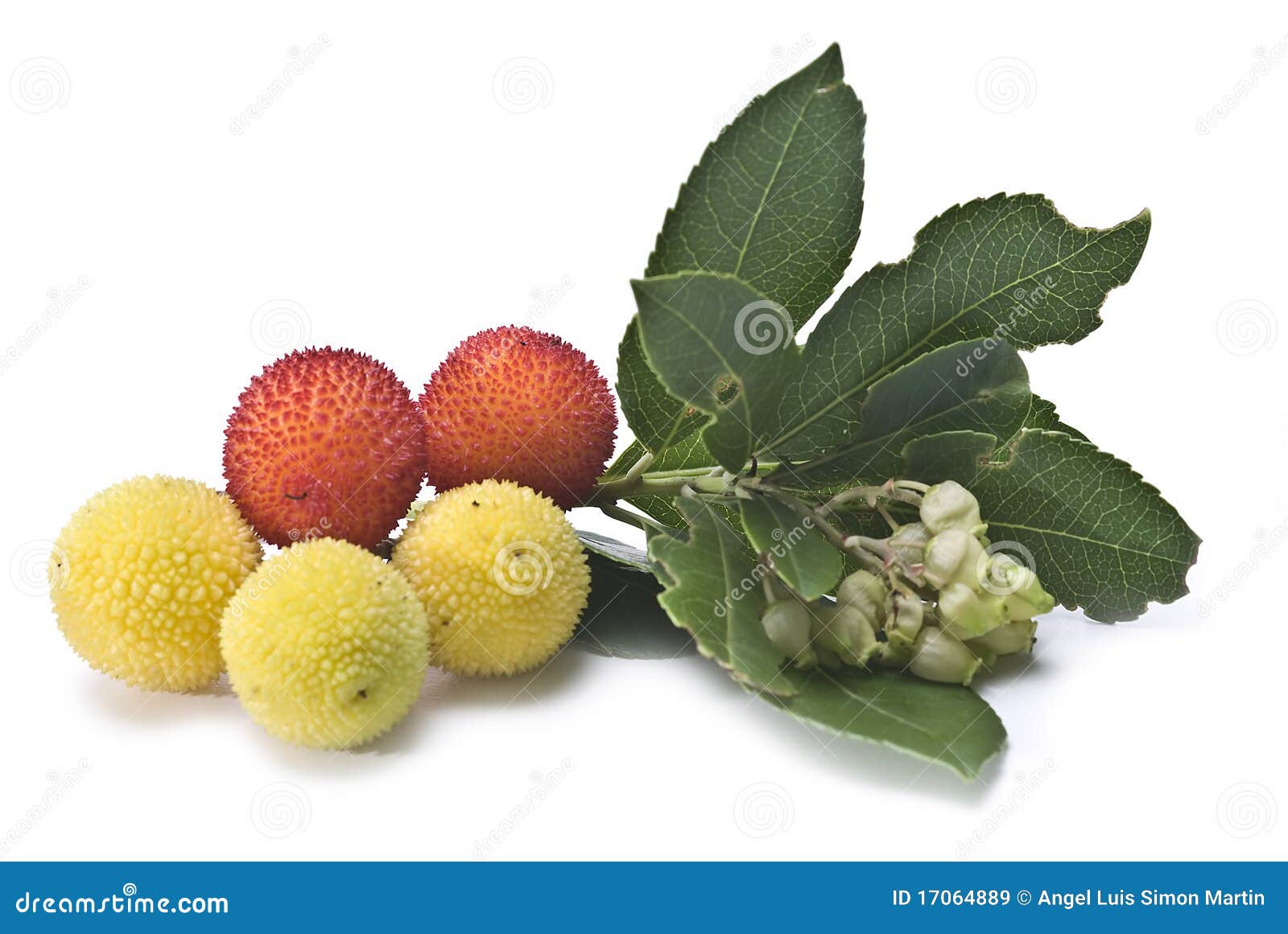 Red And Yellow Arbutus Fruits. Stock Image - Image of strawberry, wild ...
