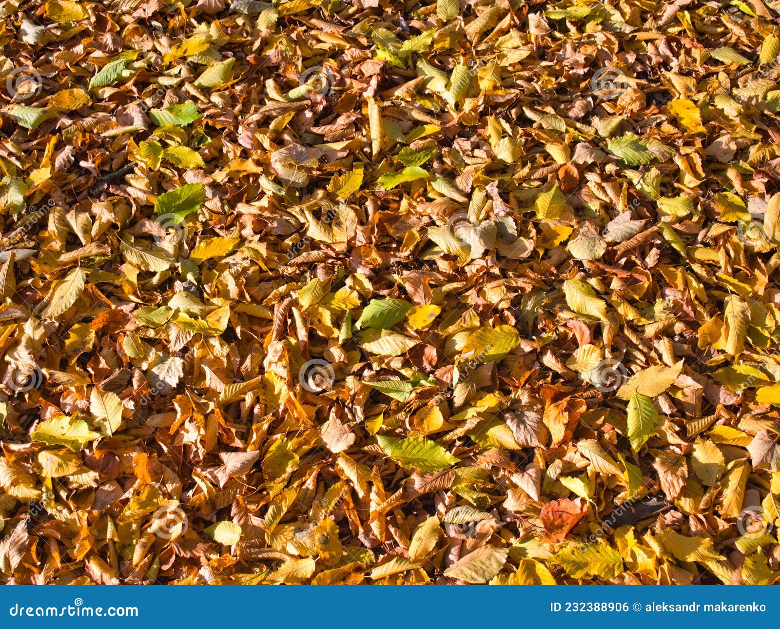 Red Yellow Autumn Foliage on the Ground Stock Photo - Image of abstract ...