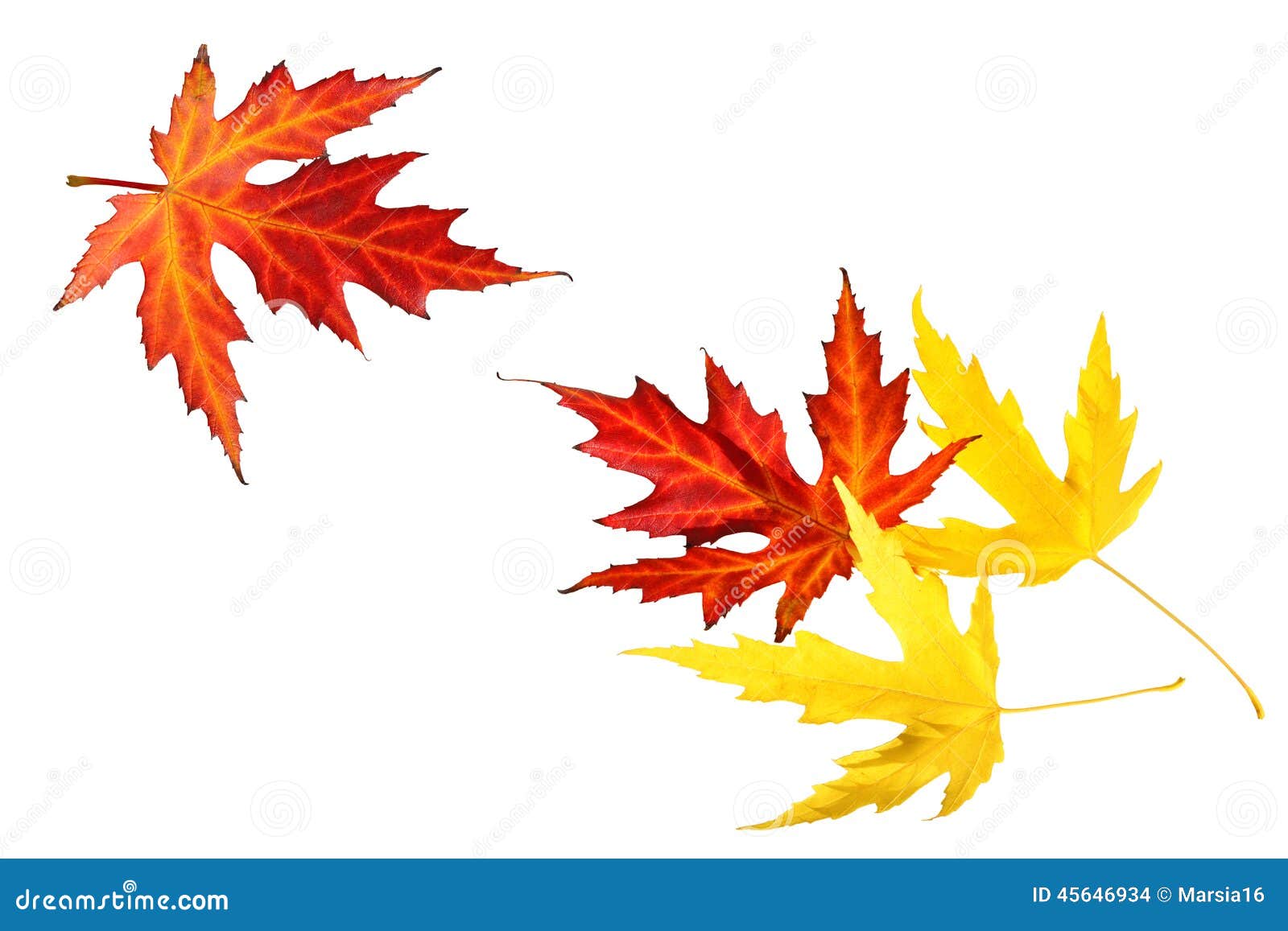 Red and Yellow Autumn Maple Leaves Stock Photo - Image of design, line ...