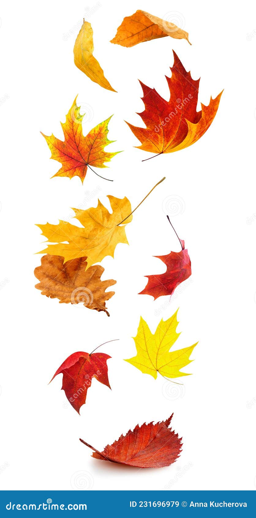 Red and Yellow Autumn Tree Leaves Falling, Isolated on White Background ...