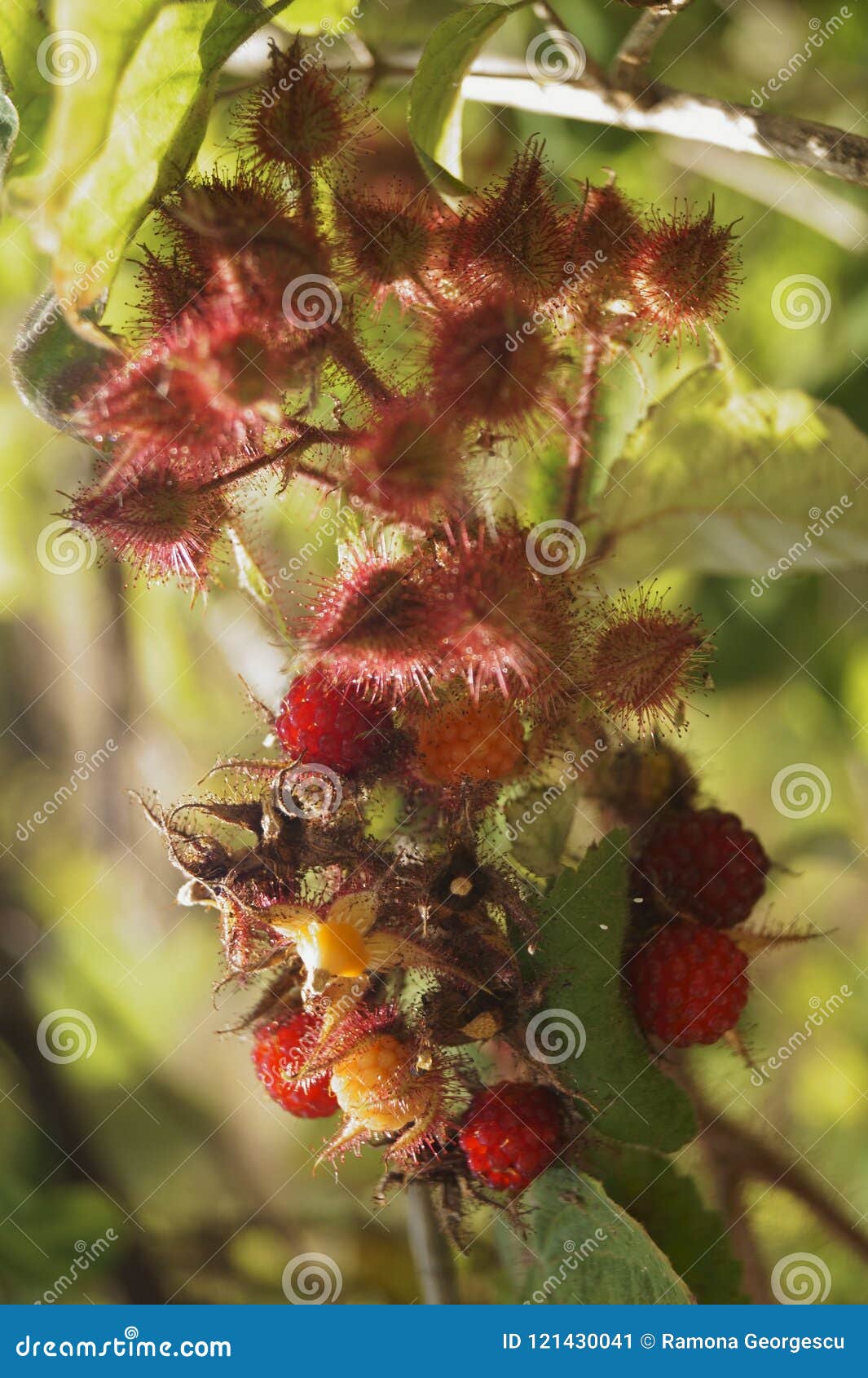 Red and Yellow Berries - Raspberry Stock Image - Image of vegetarian ...