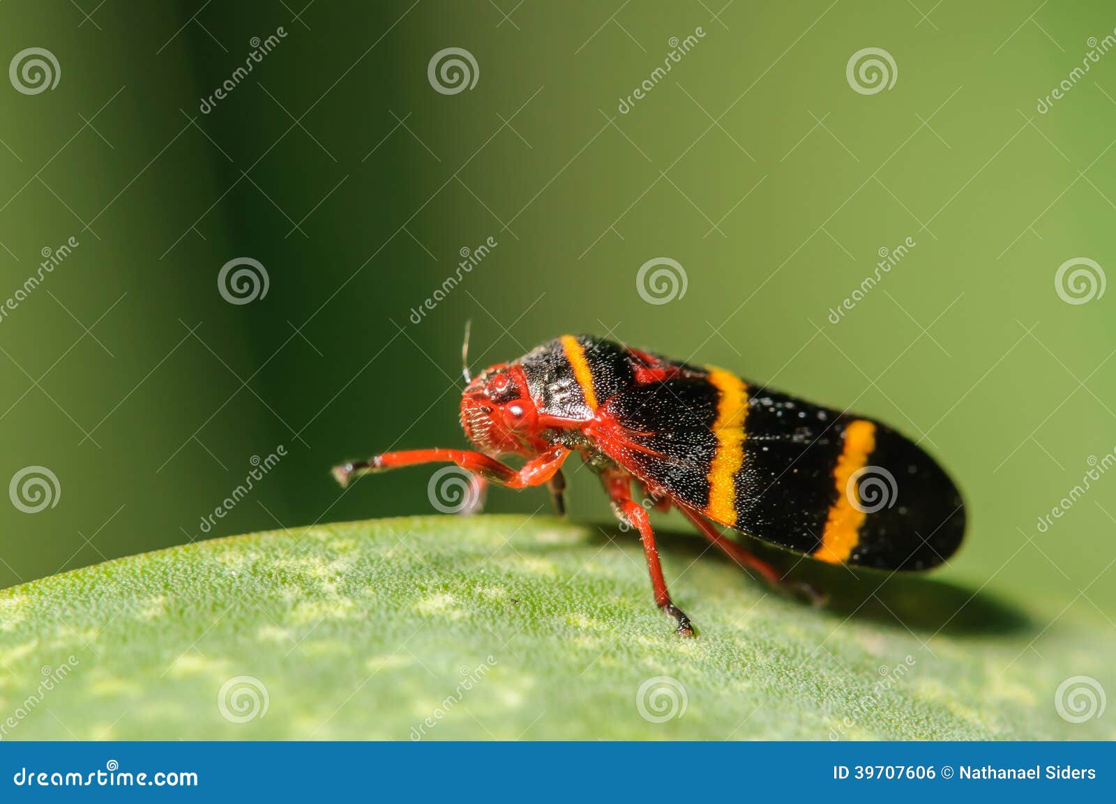 Red, Yellow, And Black Spittle Bug Stock Photography | CartoonDealer ...