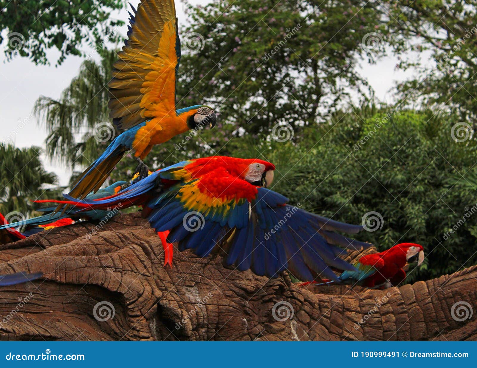 Parrots flying stock image. Image of flight, parrot - 190999491