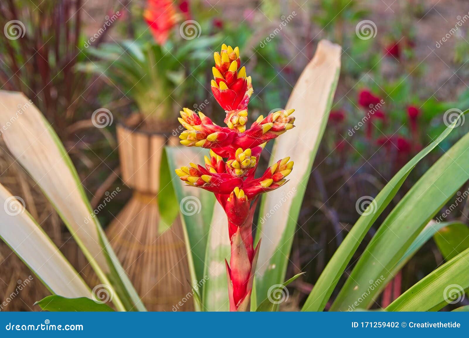 Red Yellow Bromeliad Flower Blooming in the Garden Stock Photo - Image ...