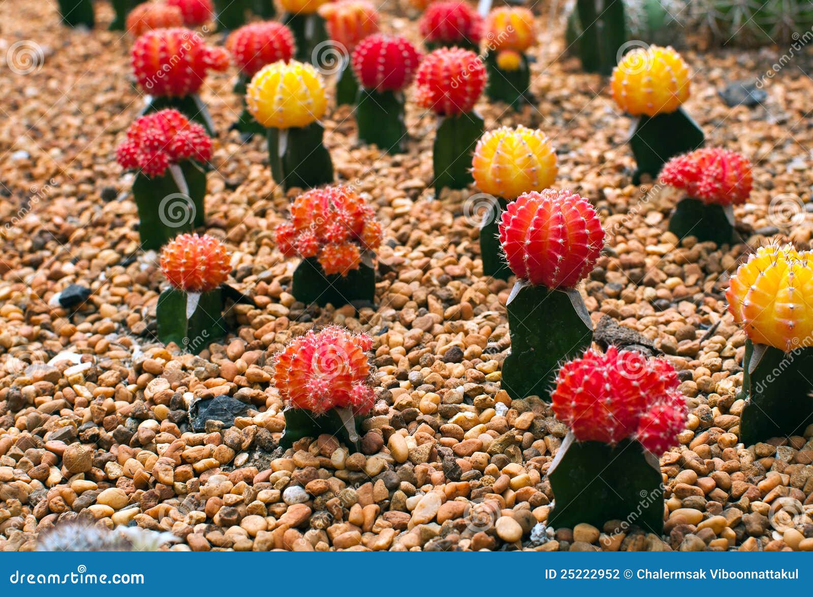 Red and yellow cactus stock photo. Image of desert, land - 25222952